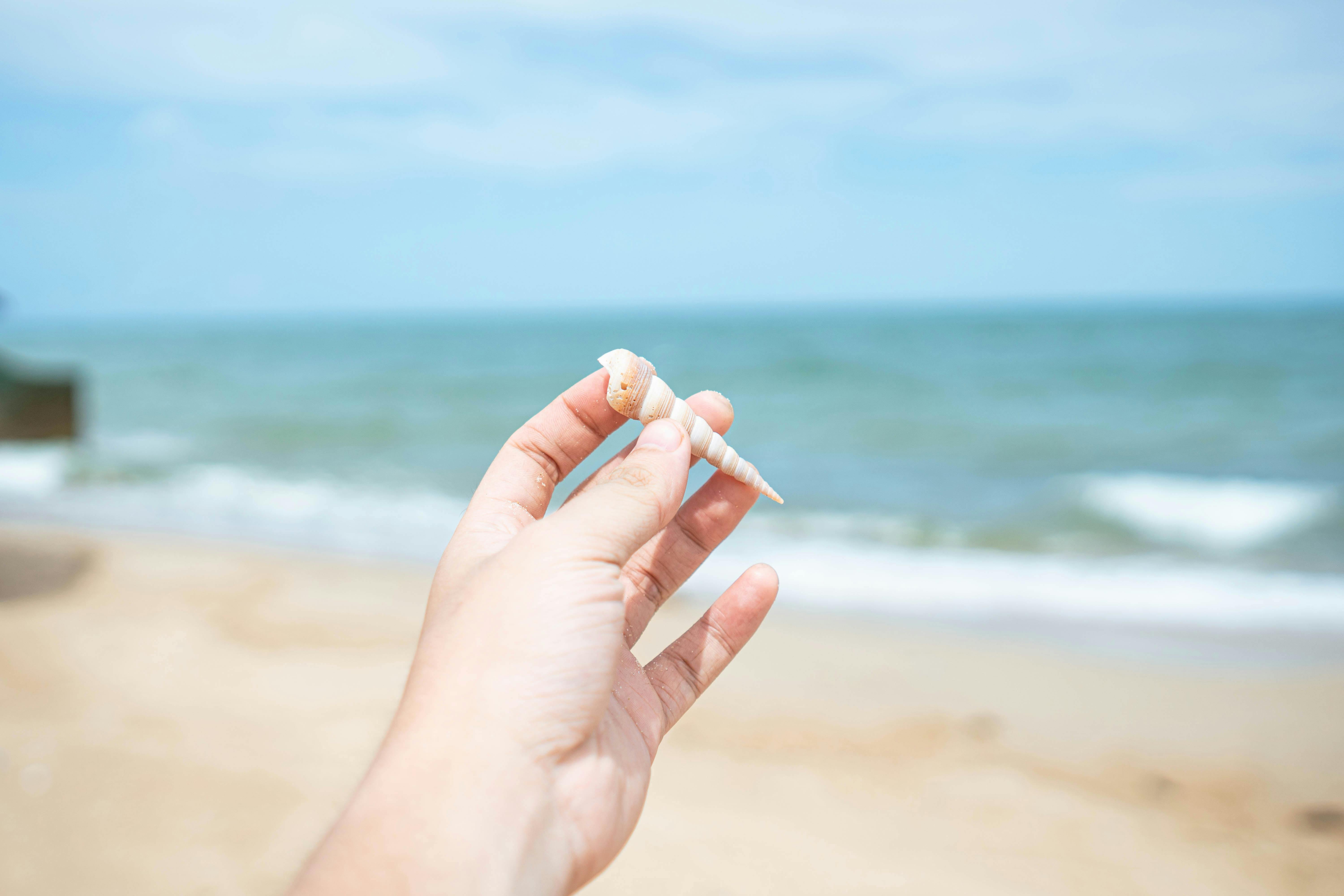 Person Hand Holding Shell on Beach · Free Stock Photo