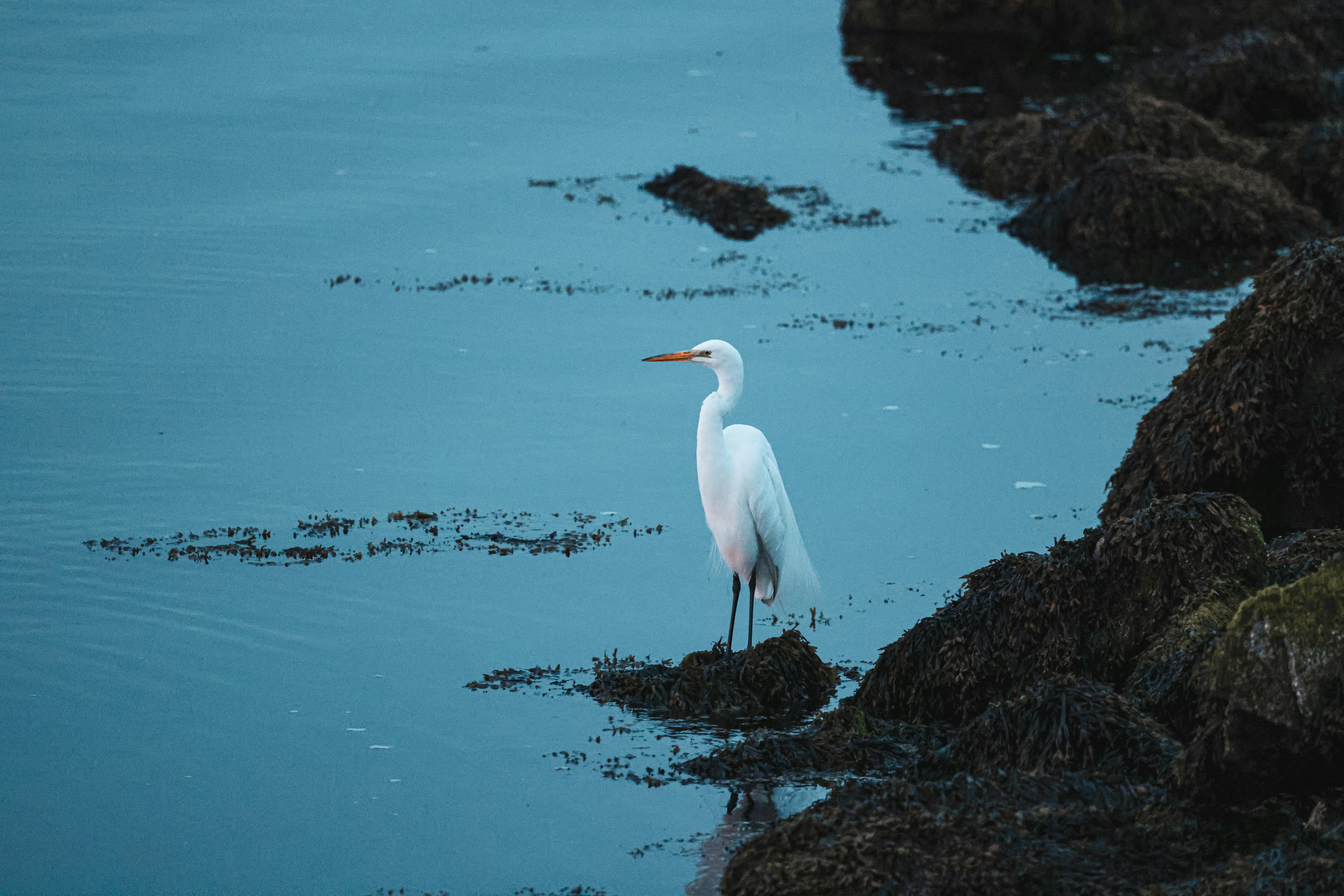 White Stork Perching on Rock by Water · Free Stock Photo