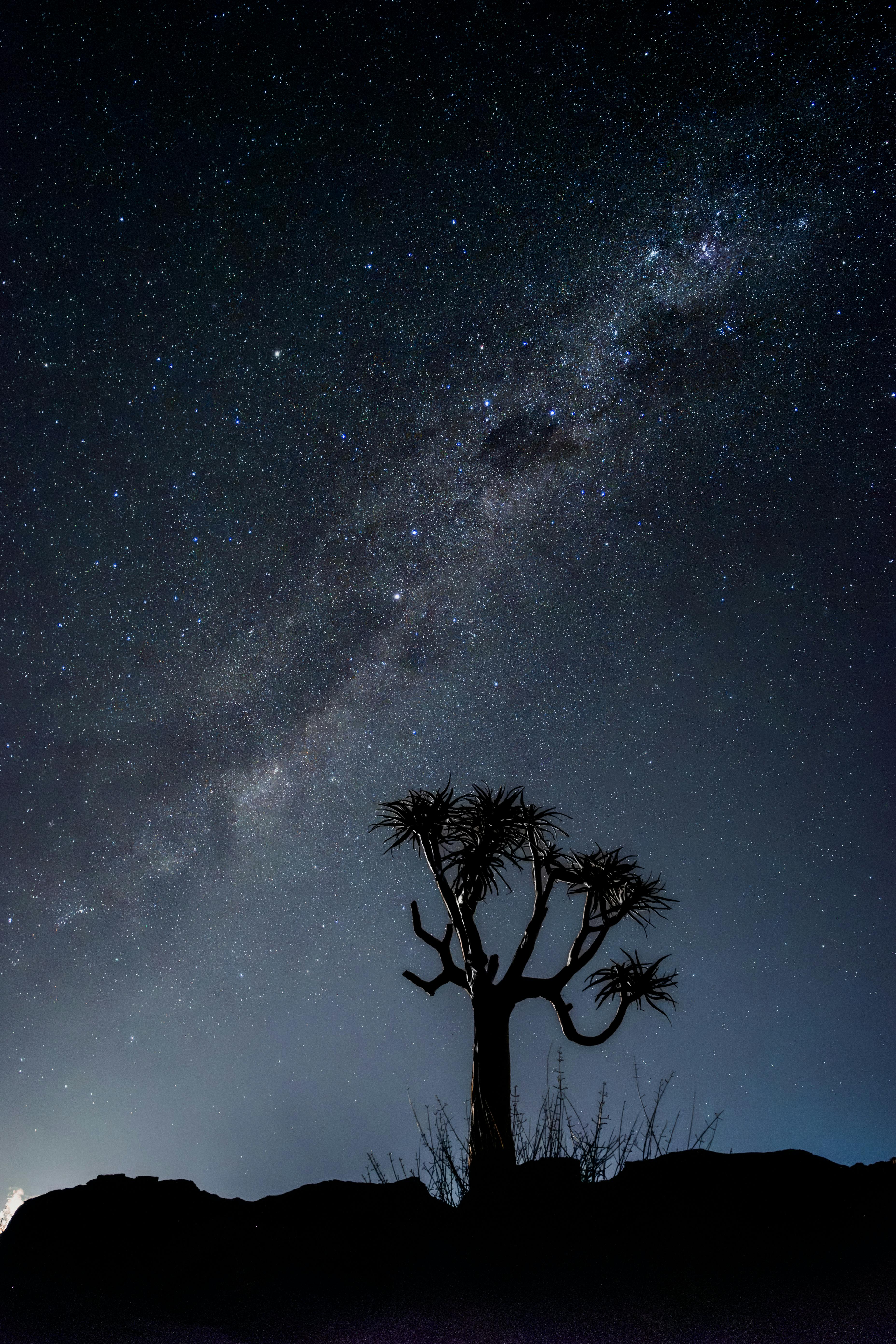 Single Tree Silhouette under Stars at Night · Free Stock Photo