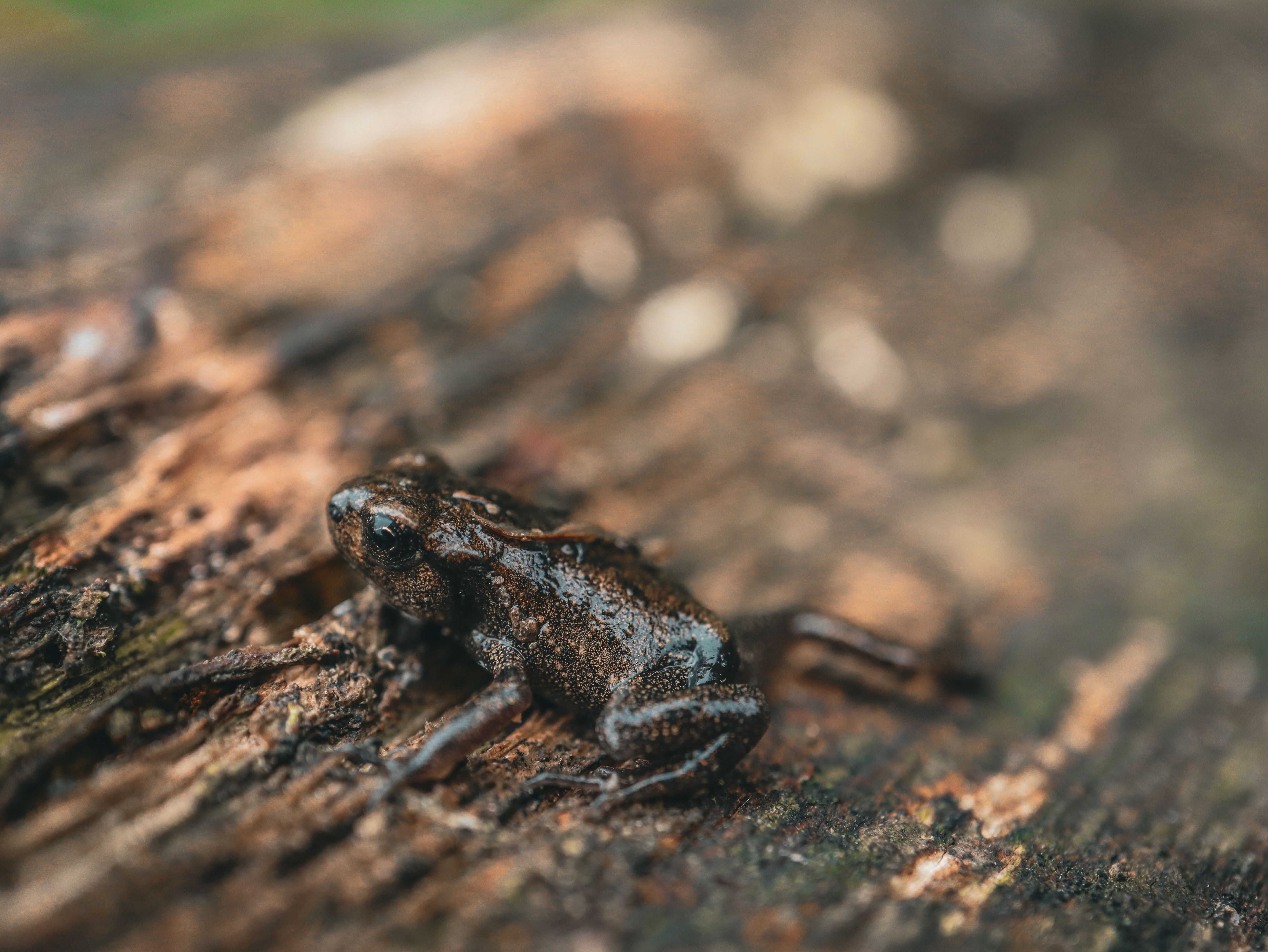 Black Wet Frog Climbing on Wooden Trunk · Free Stock Photo
