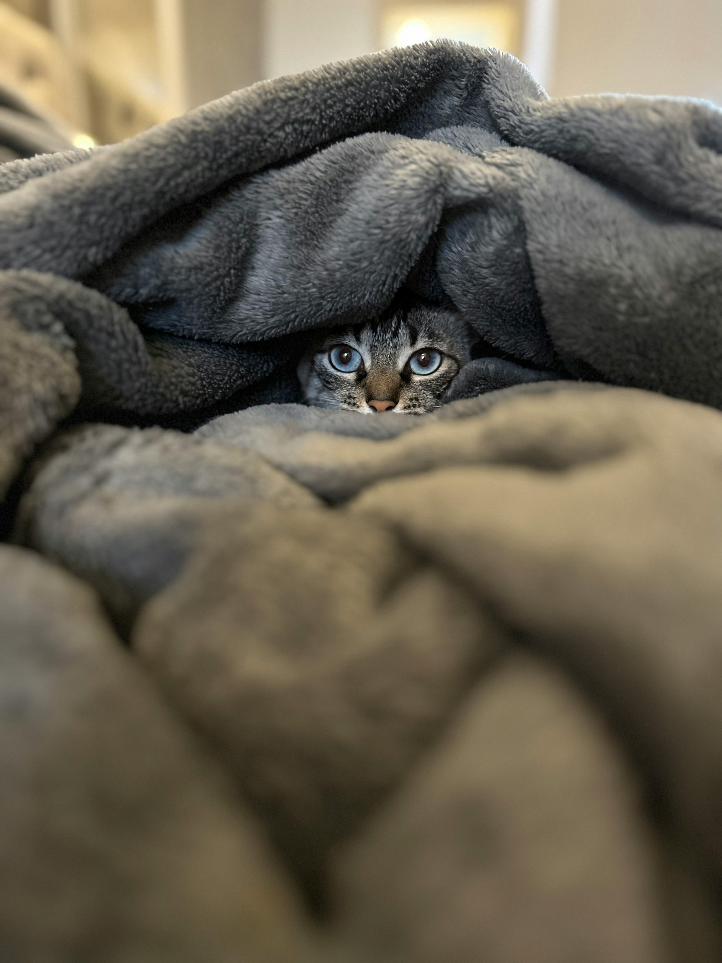 Cat Lying Down under Blanket · Free Stock Photo