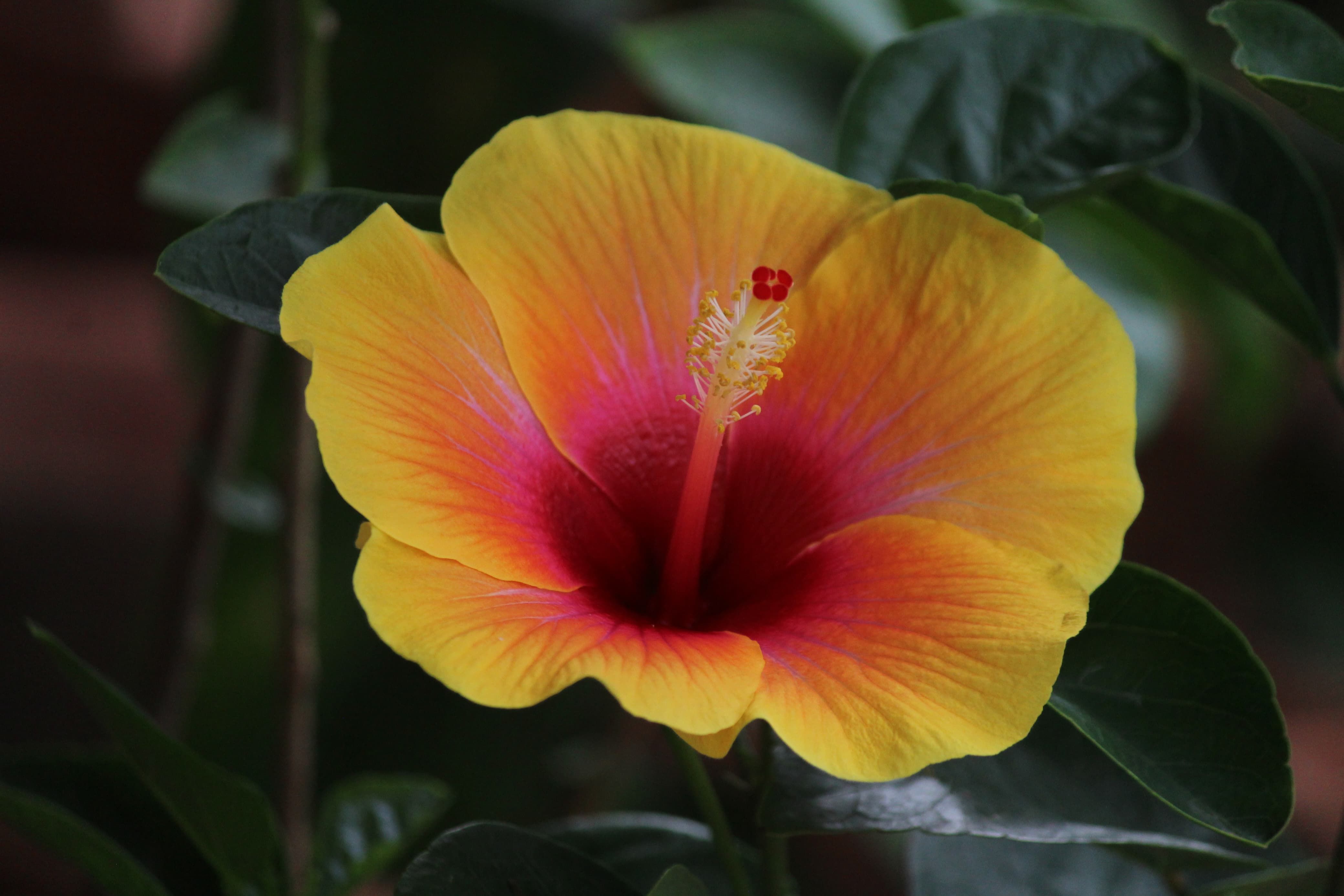Bialy Hibiscus Photos, Download The BEST Free Bialy Hibiscus Stock ...