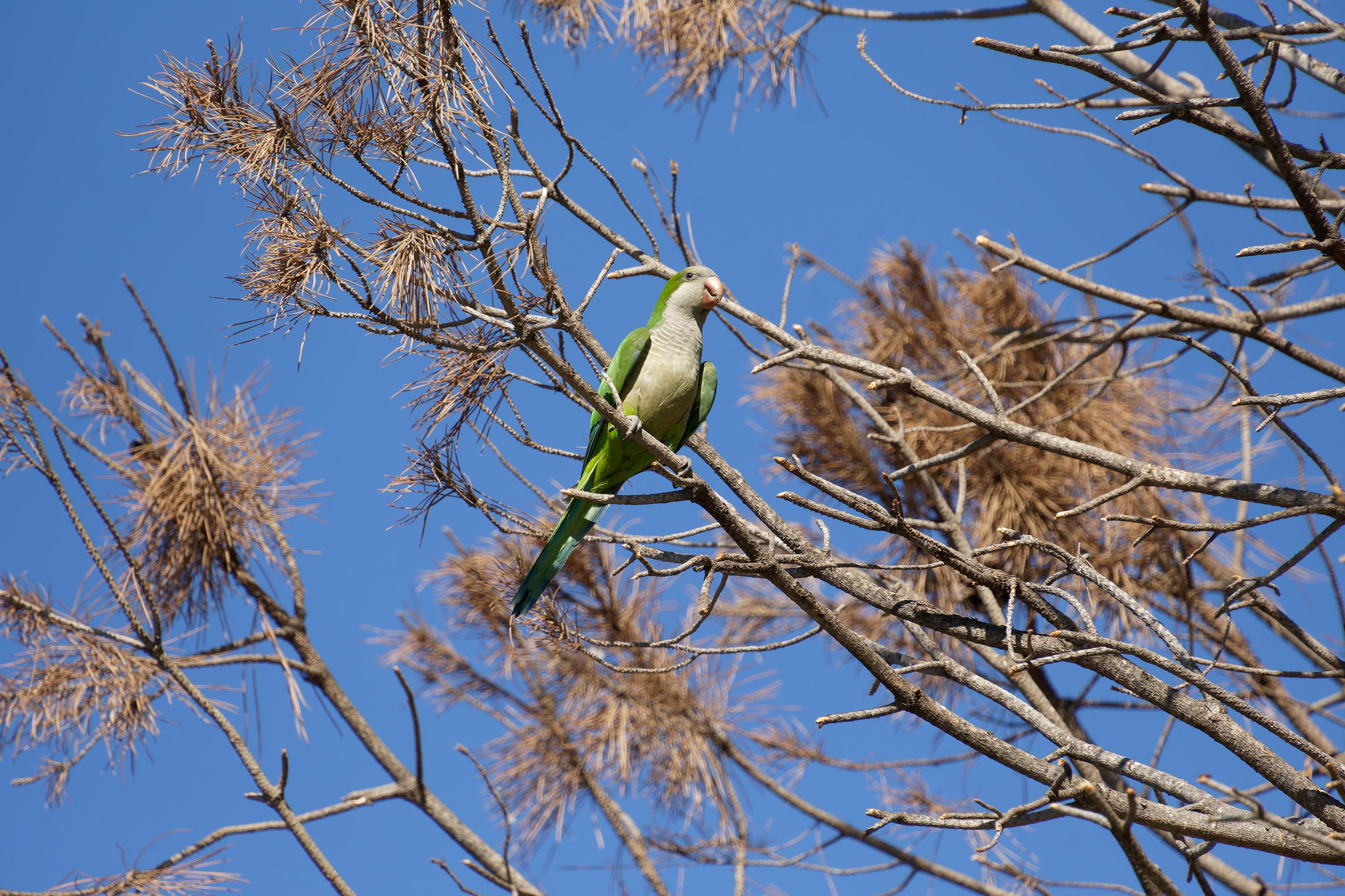Monk Parakeet on Tree · Free Stock Photo