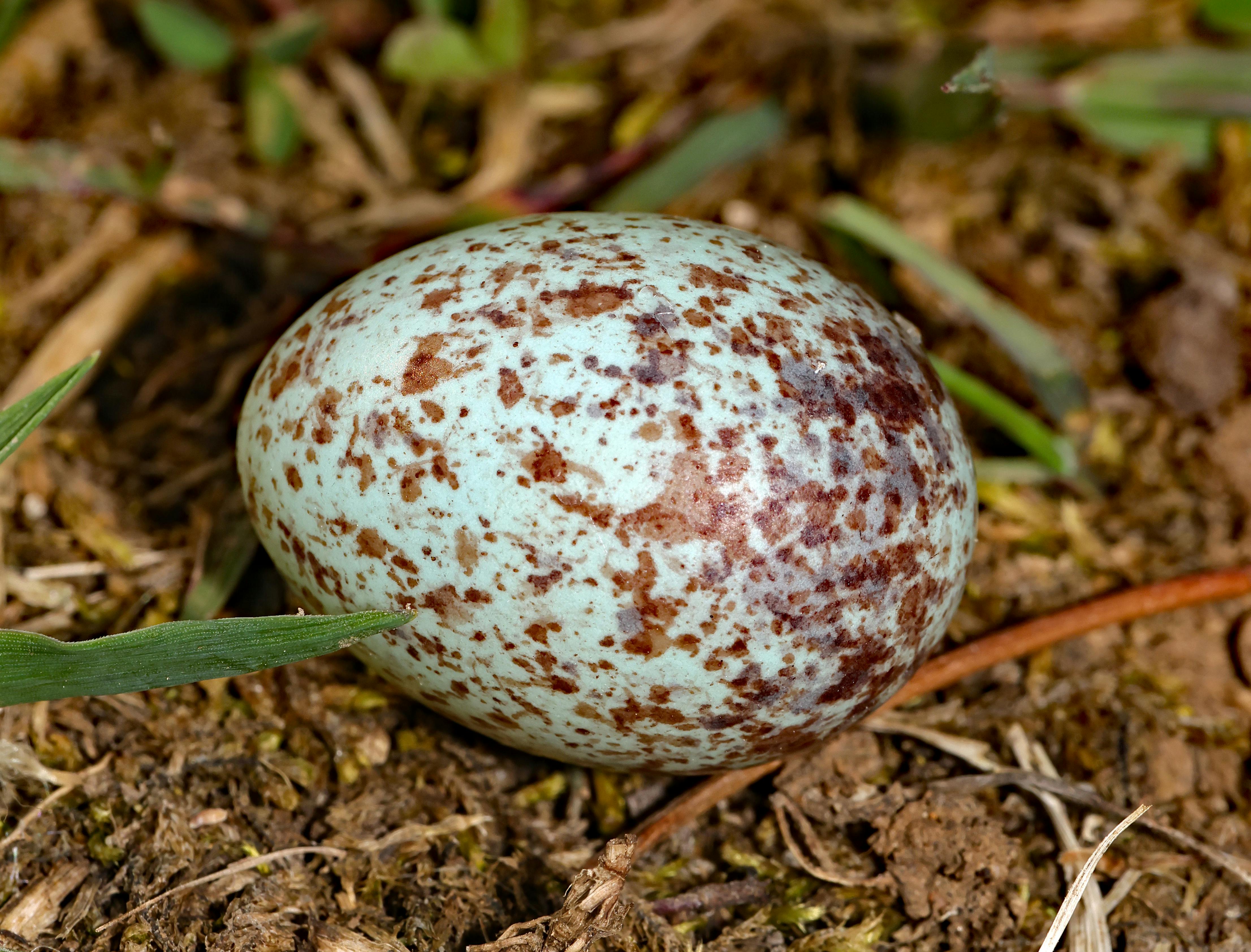 Bird Egg · Free Stock Photo