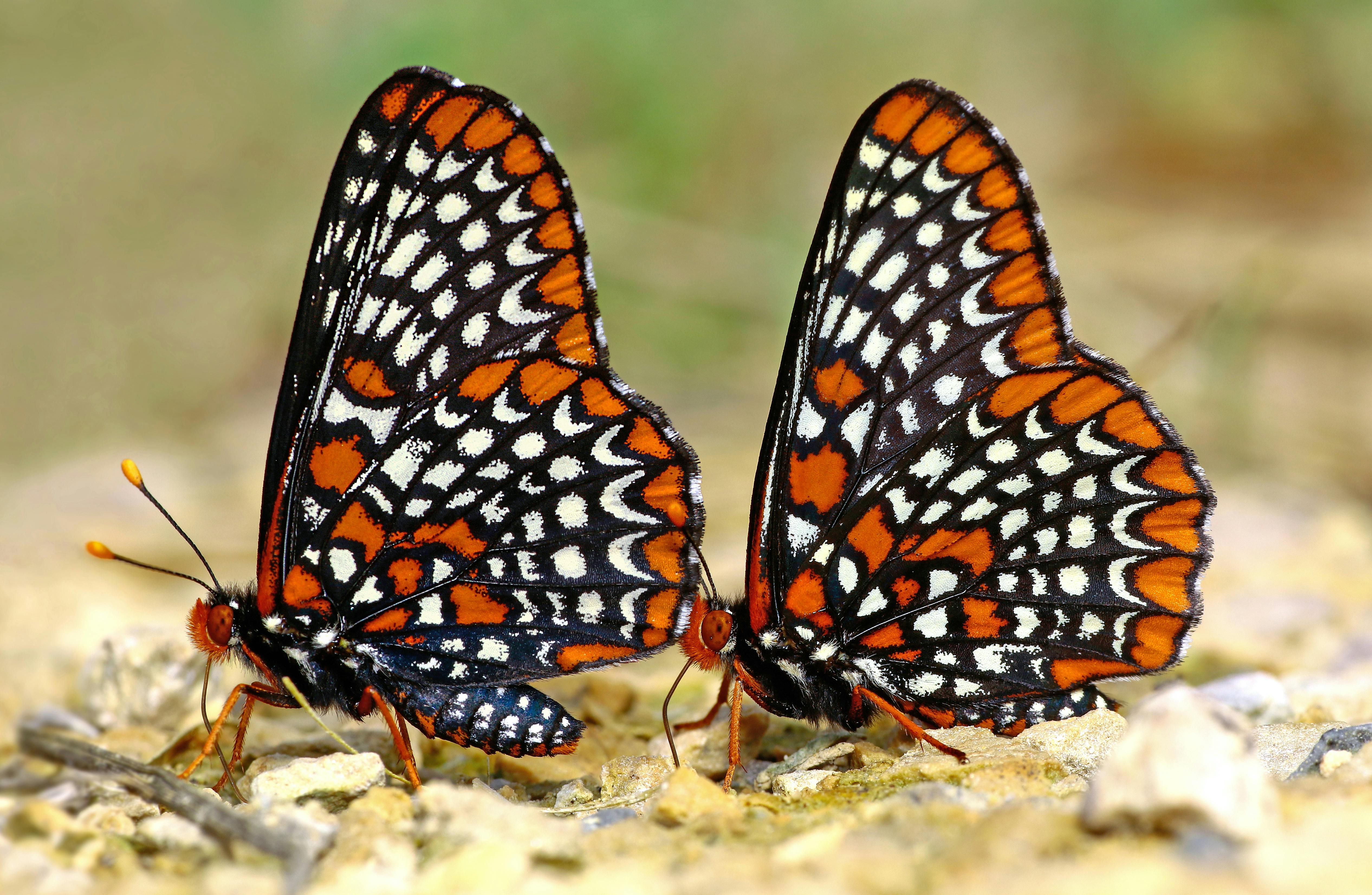Bay Checkerspot Butterflies · Free Stock Photo