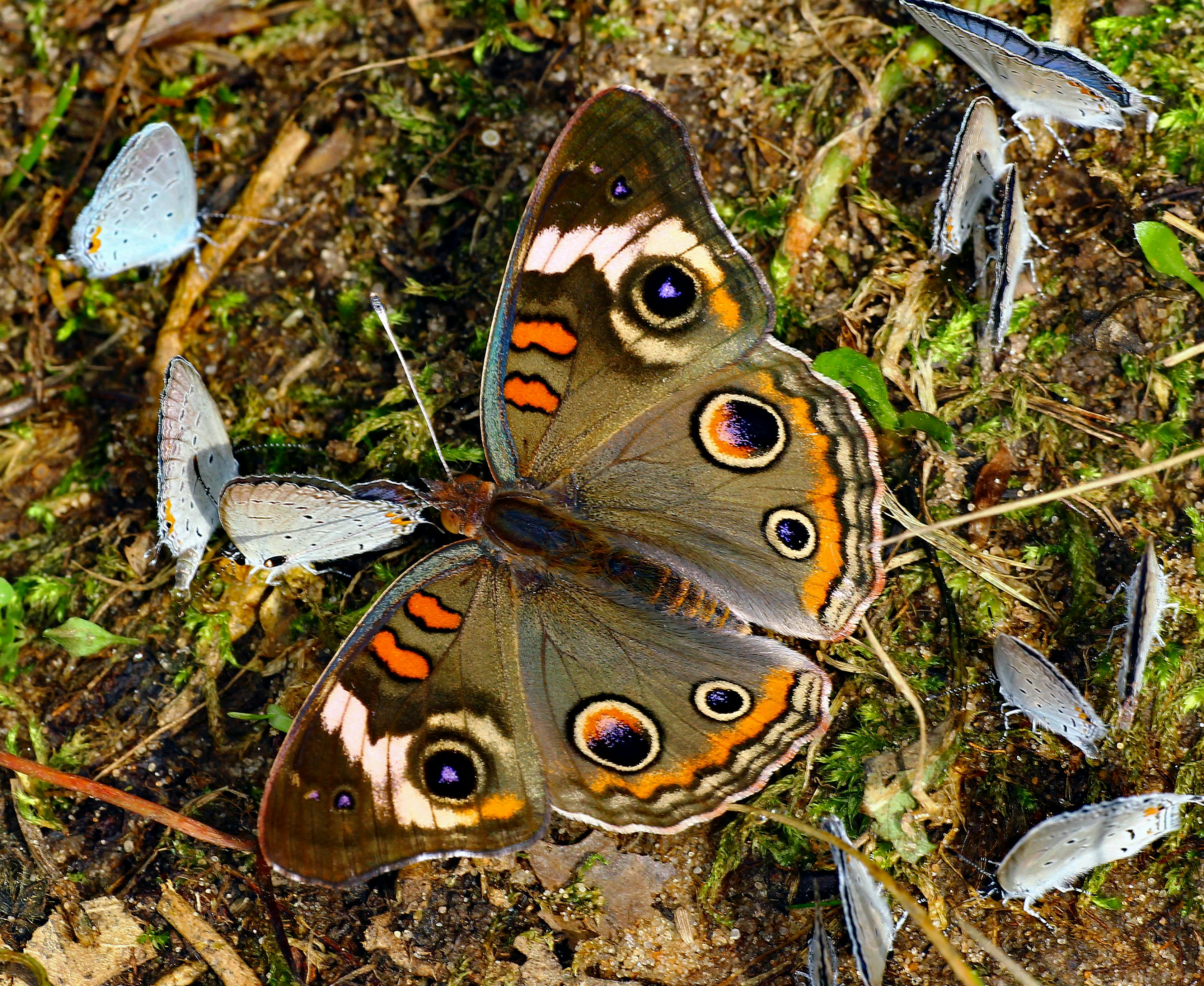 A Common Buckeye Butterfly · Free Stock Photo