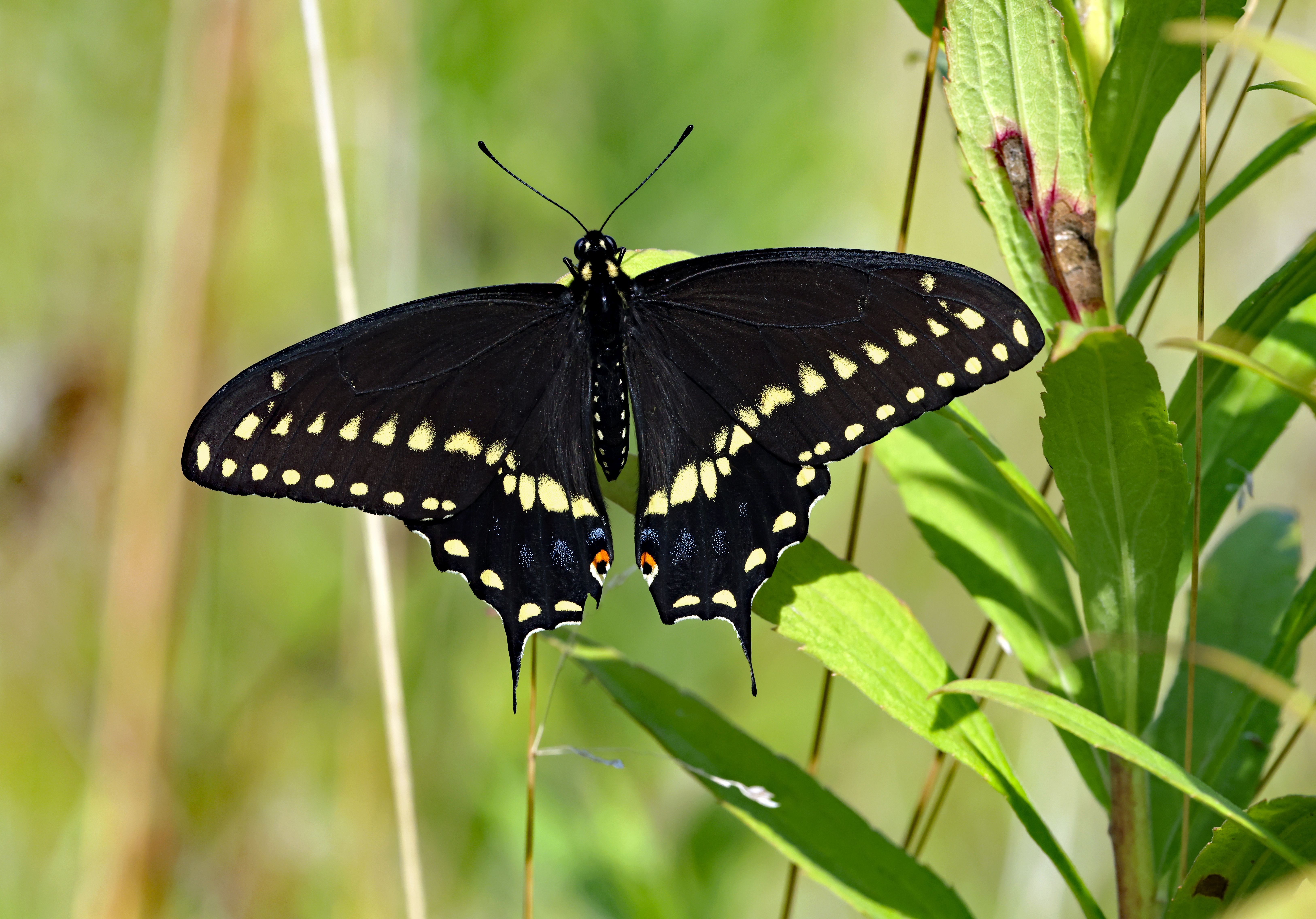 Close-up Photography of a Butterfly · Free Stock Photo