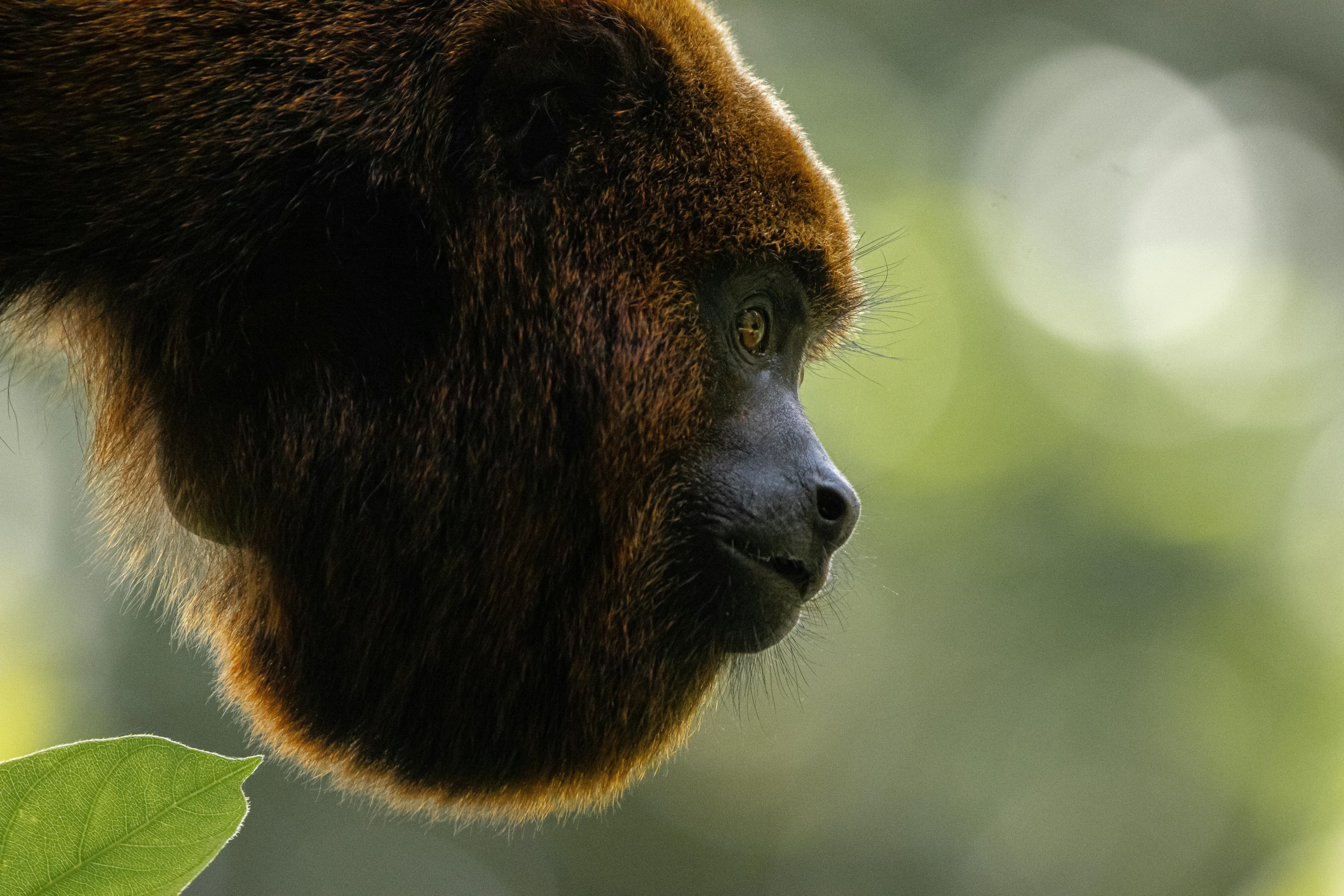 Close-up of a Monkey · Free Stock Photo