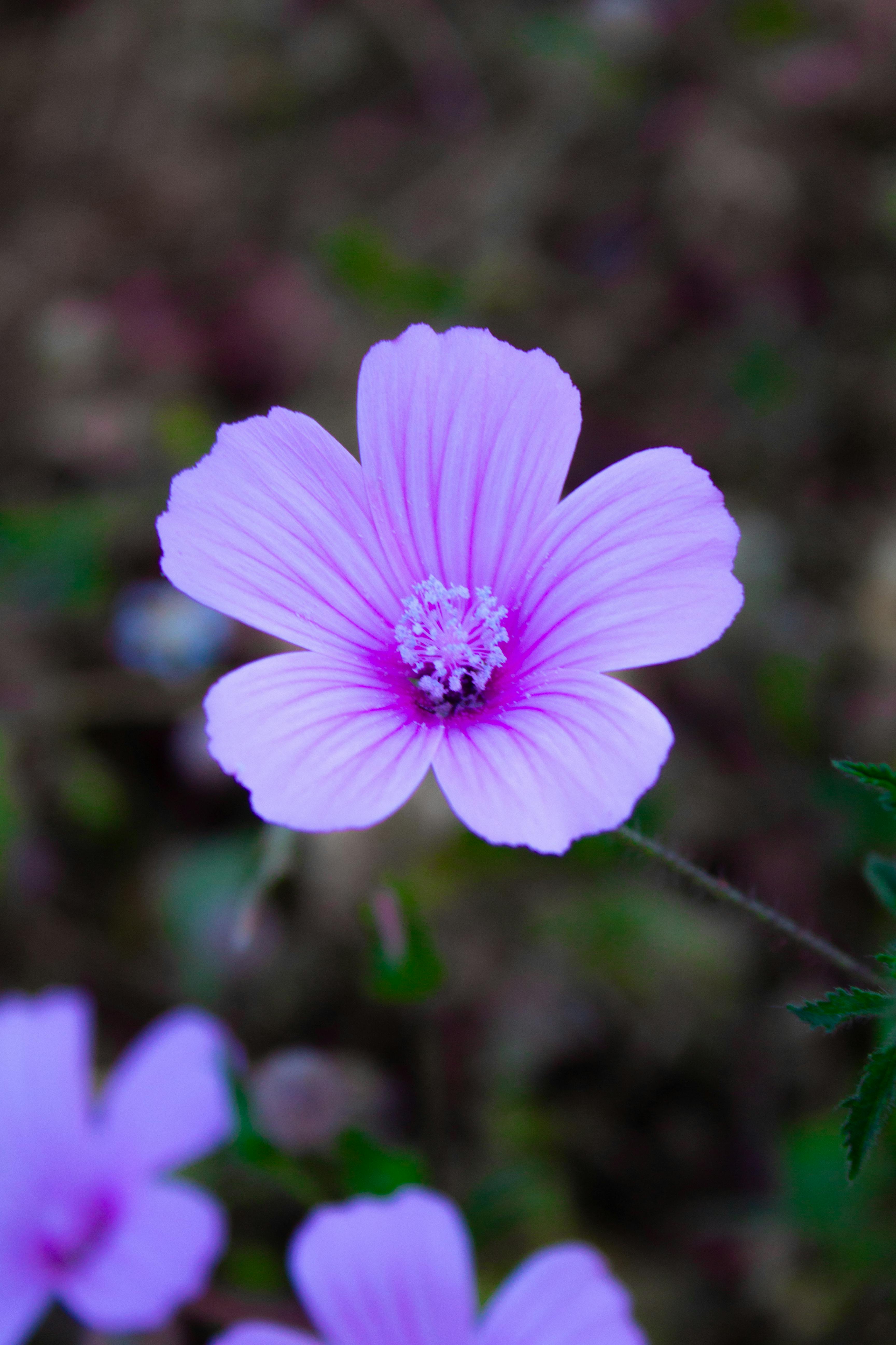 Close-up of a Purple Mallow · Free Stock Photo