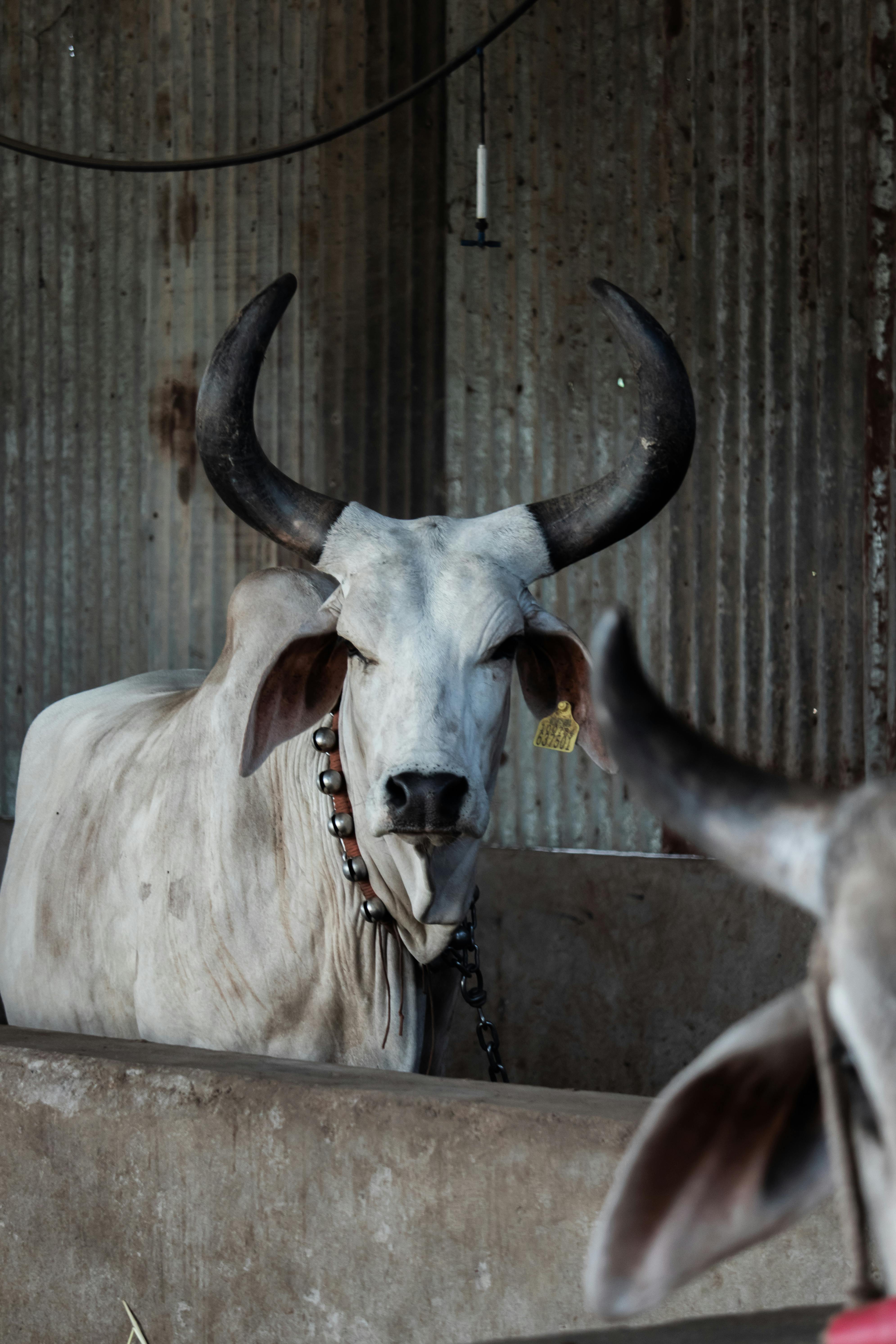 An Indian Cow · Free Stock Photo