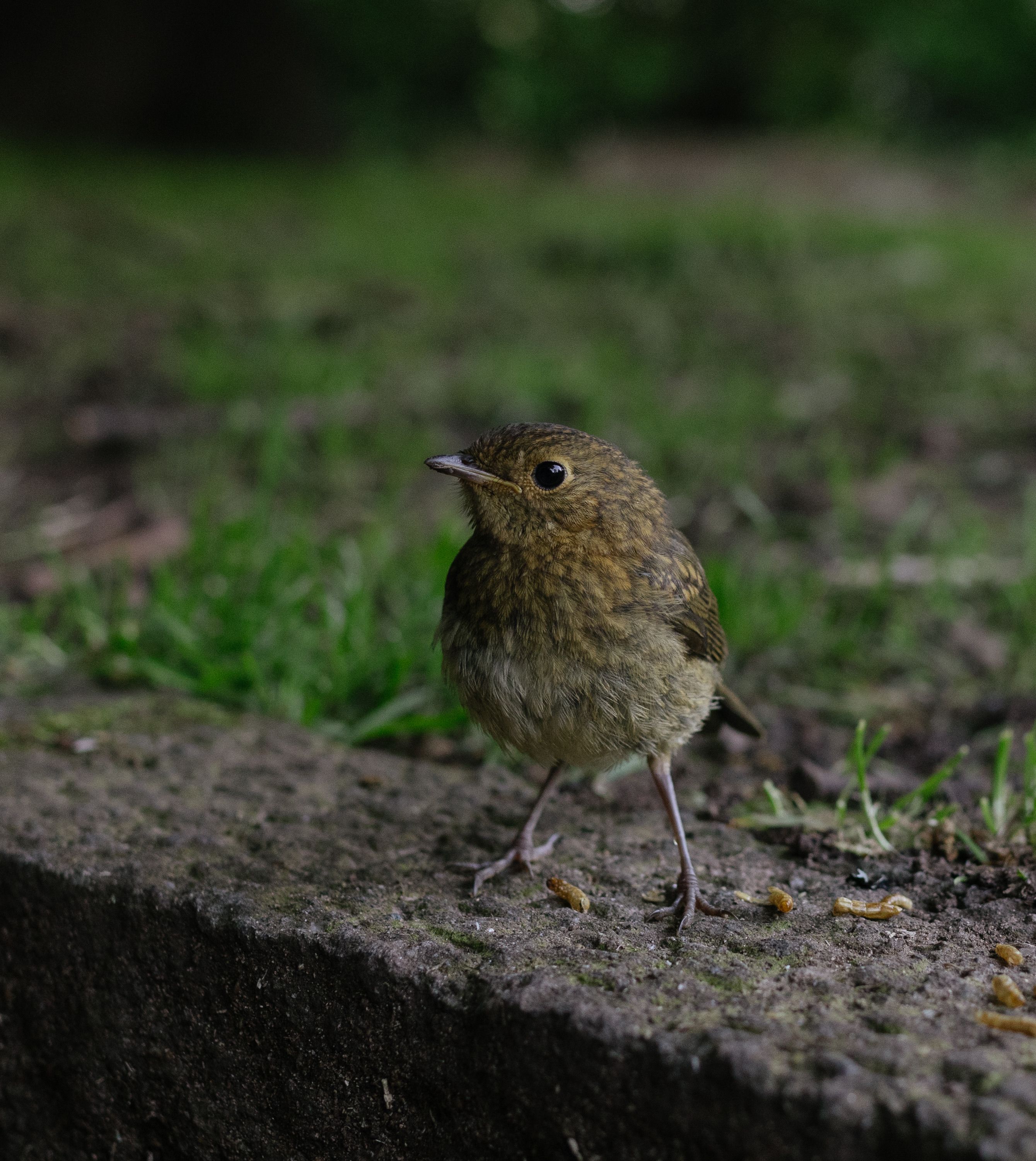 A small bird standing on a cement block · Free Stock Photo