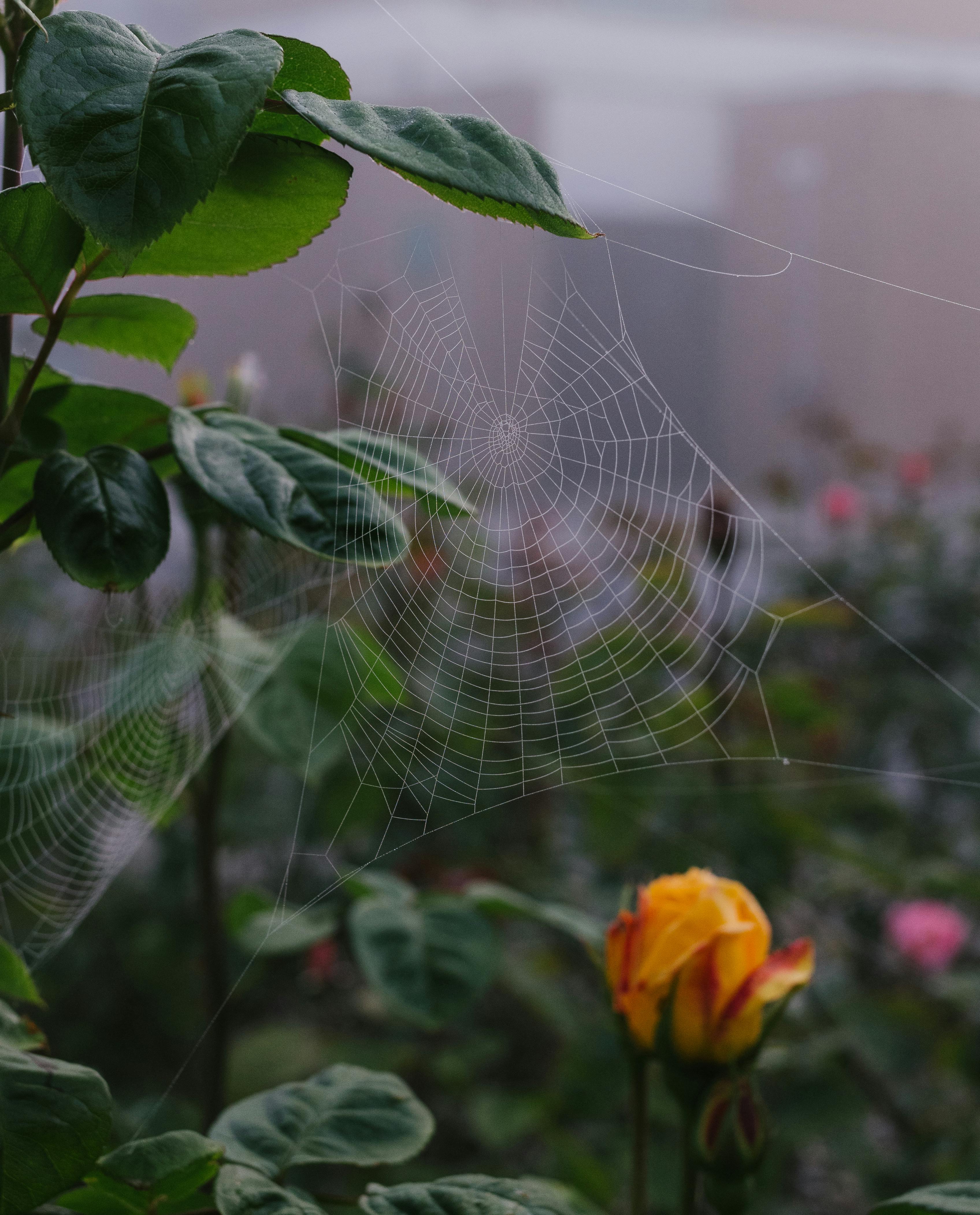 Spiderweb over Flower · Free Stock Photo