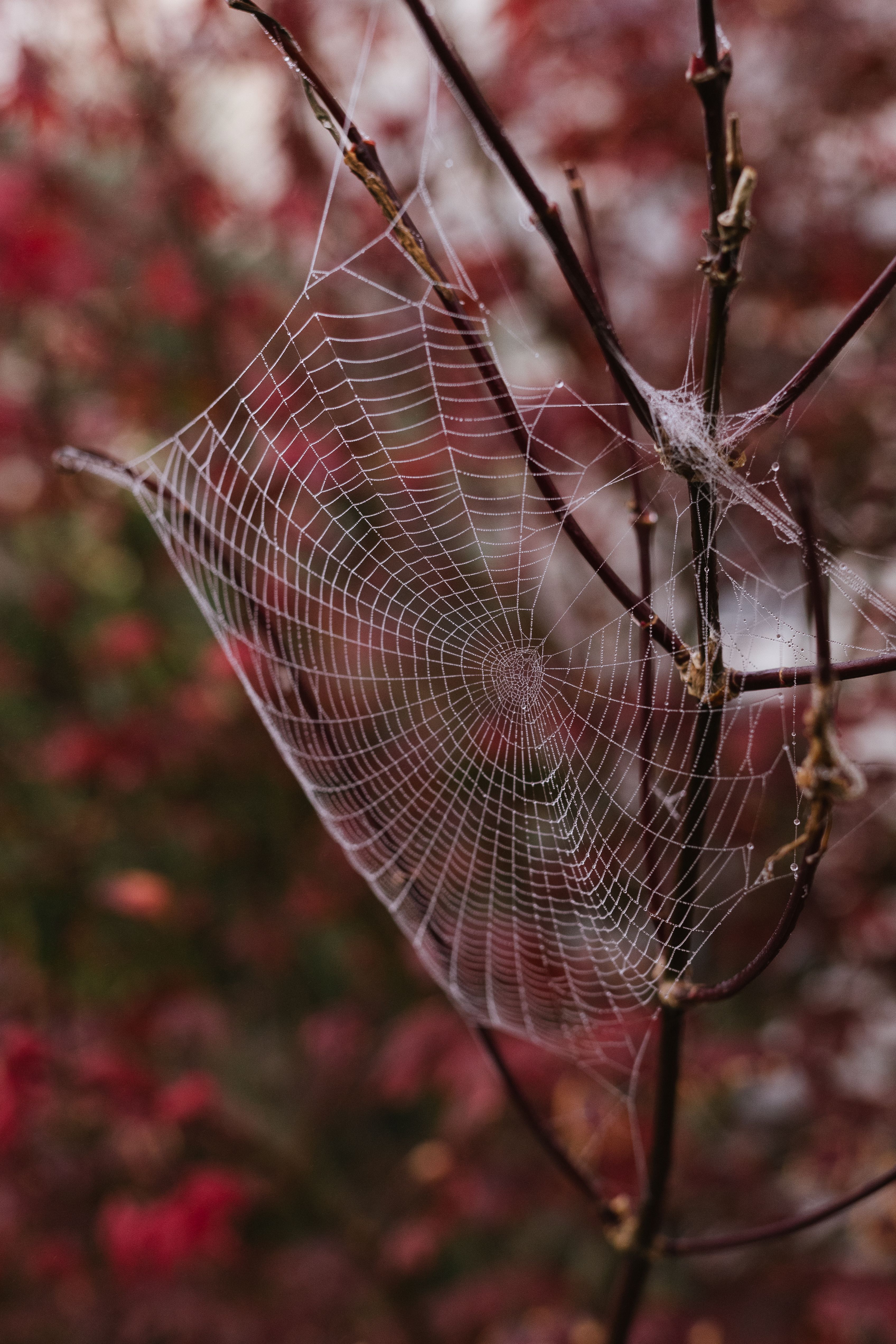 A spider web is seen in front of red leaves · Free Stock Photo
