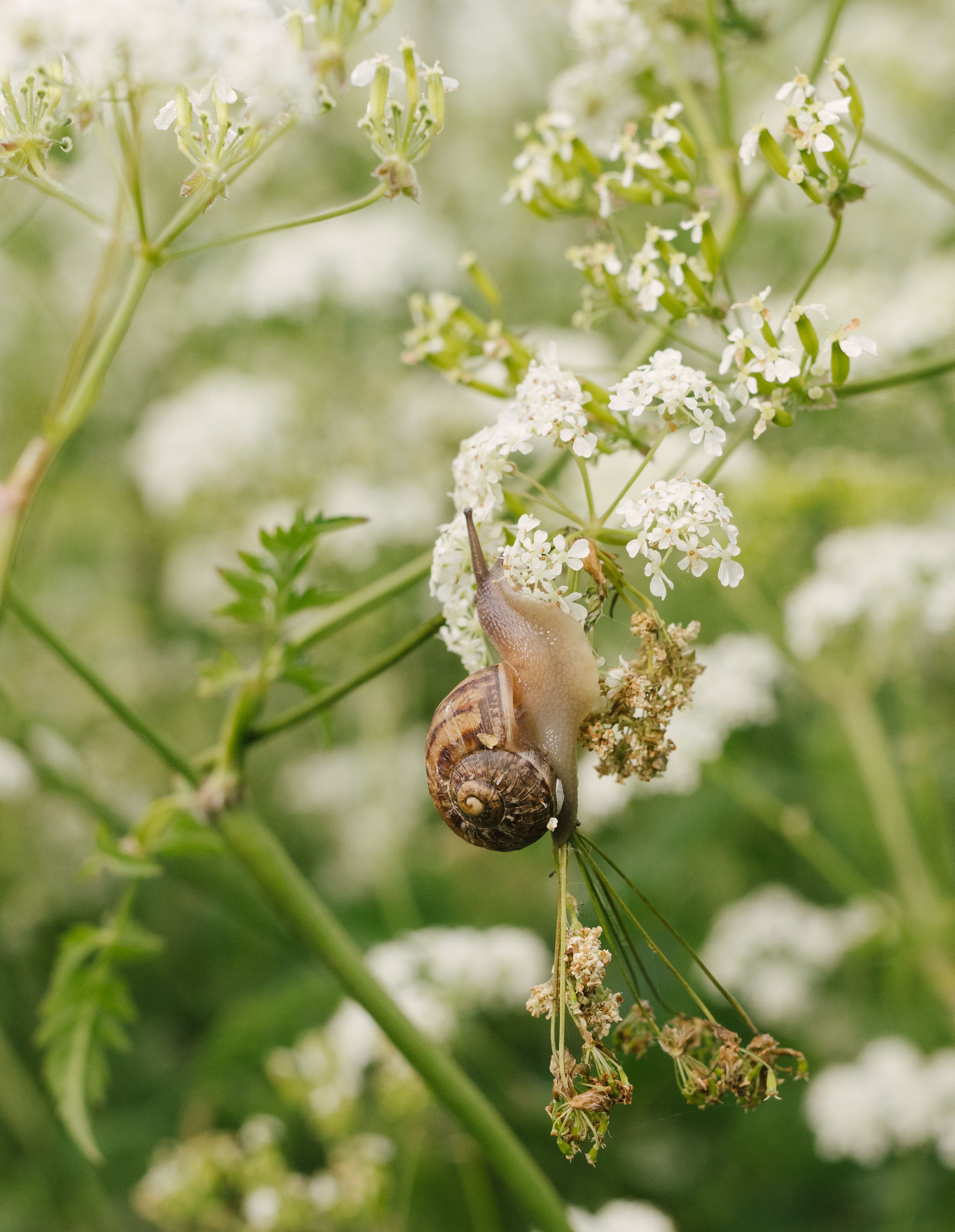 Snail on Flowers · Free Stock Photo