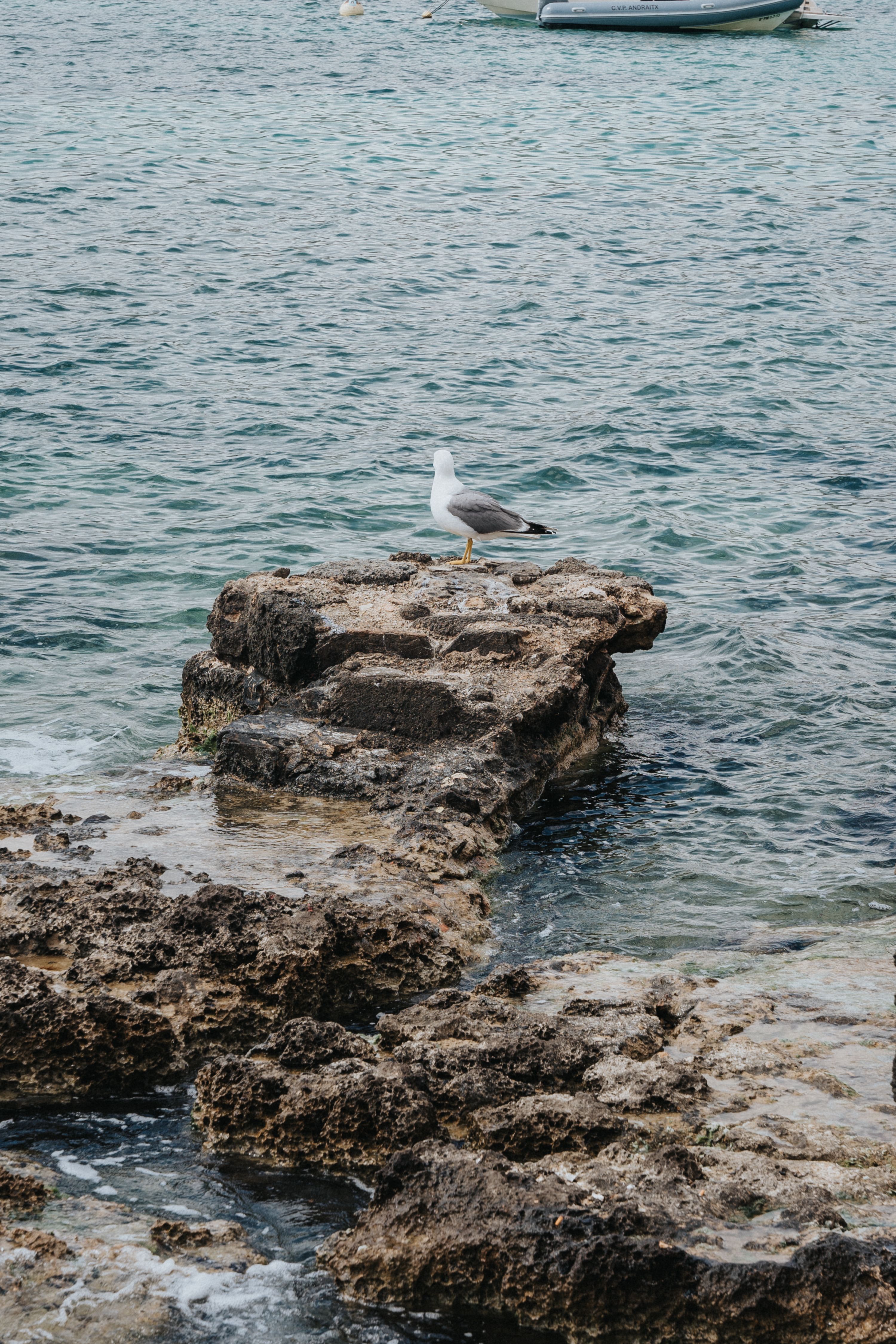 Seagull Sitting on Rock near Water · Free Stock Photo