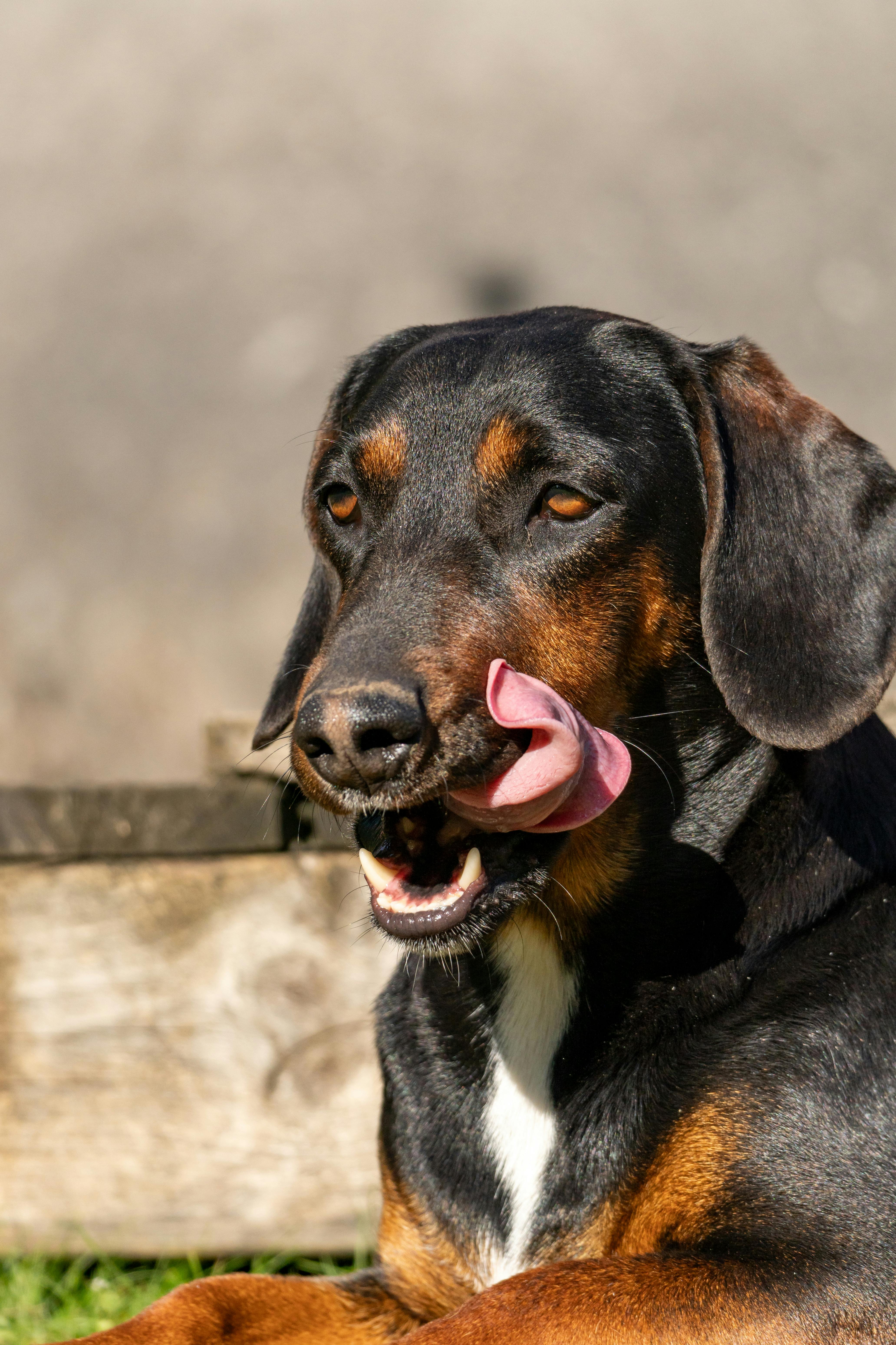 Foto de stock gratuita sobre @al aire libre, adorable, amante de los ...