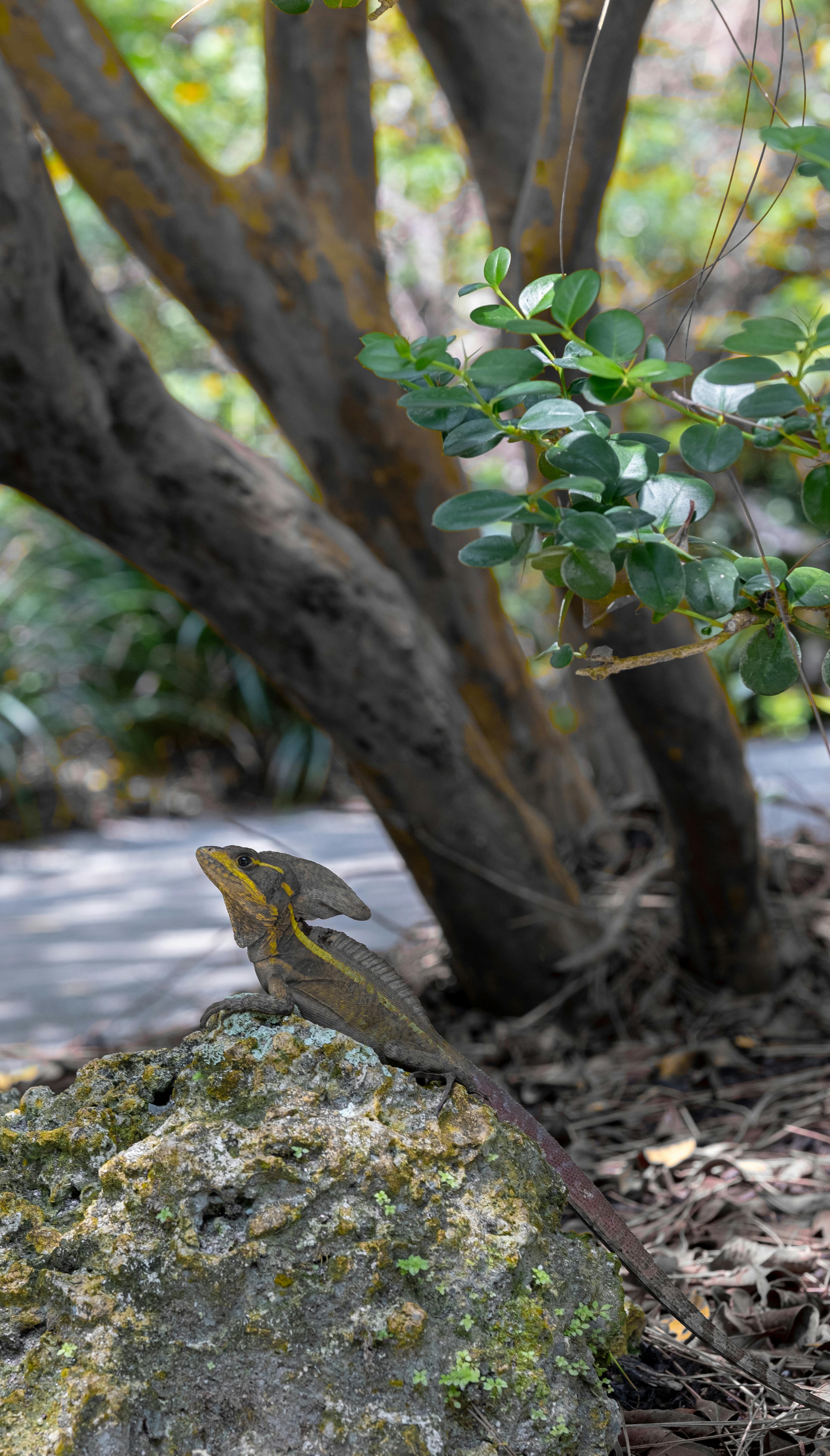 Close-up of a Brown Basilisk Sitting on a Rock in a Park · Free Stock Photo