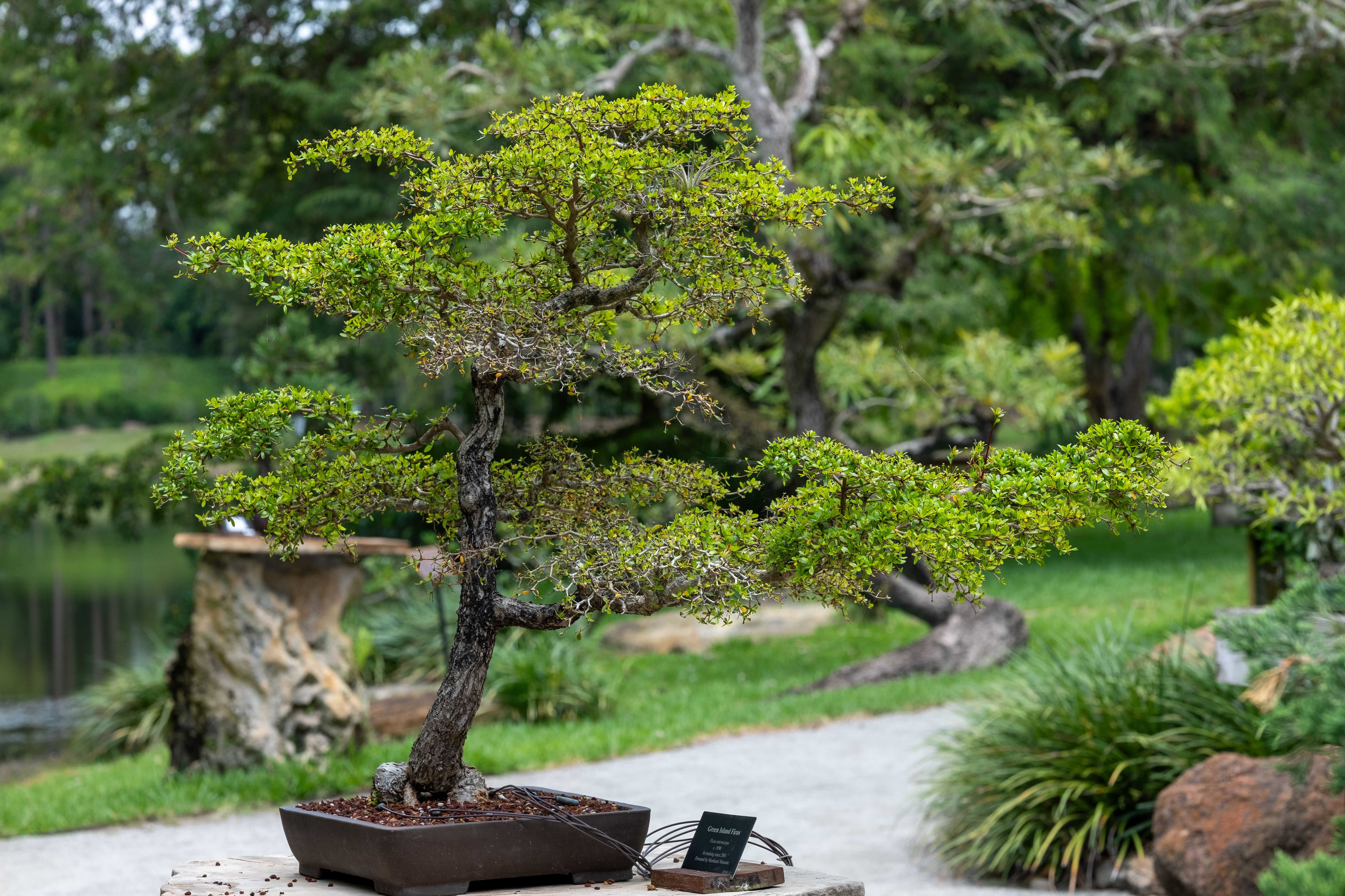 Ficus Benjamina Bonsai Tree Care & Growth Tips for Beginners