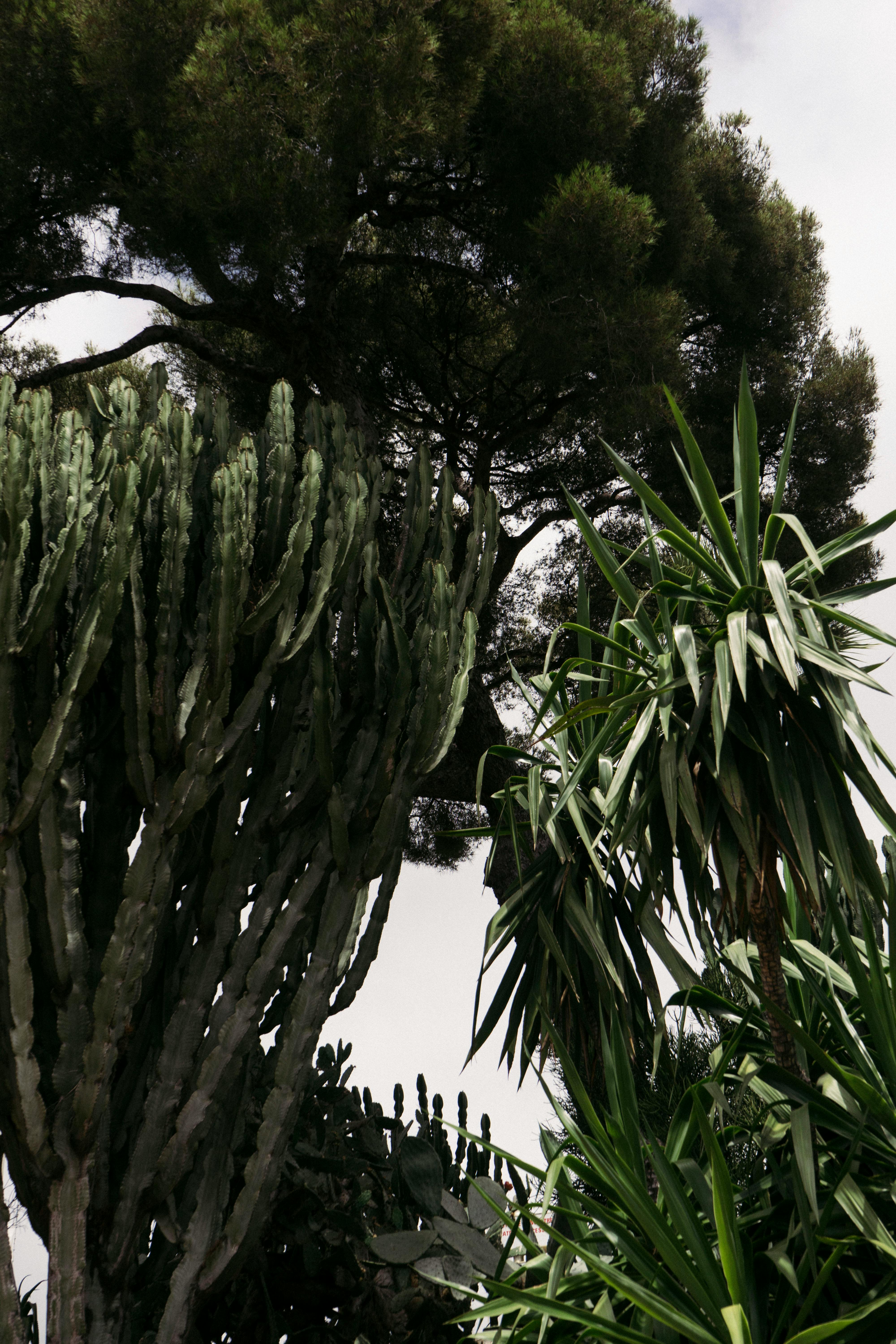 Brown Wooden Bridge Beside Green Leafy Trees · Free Stock Photo