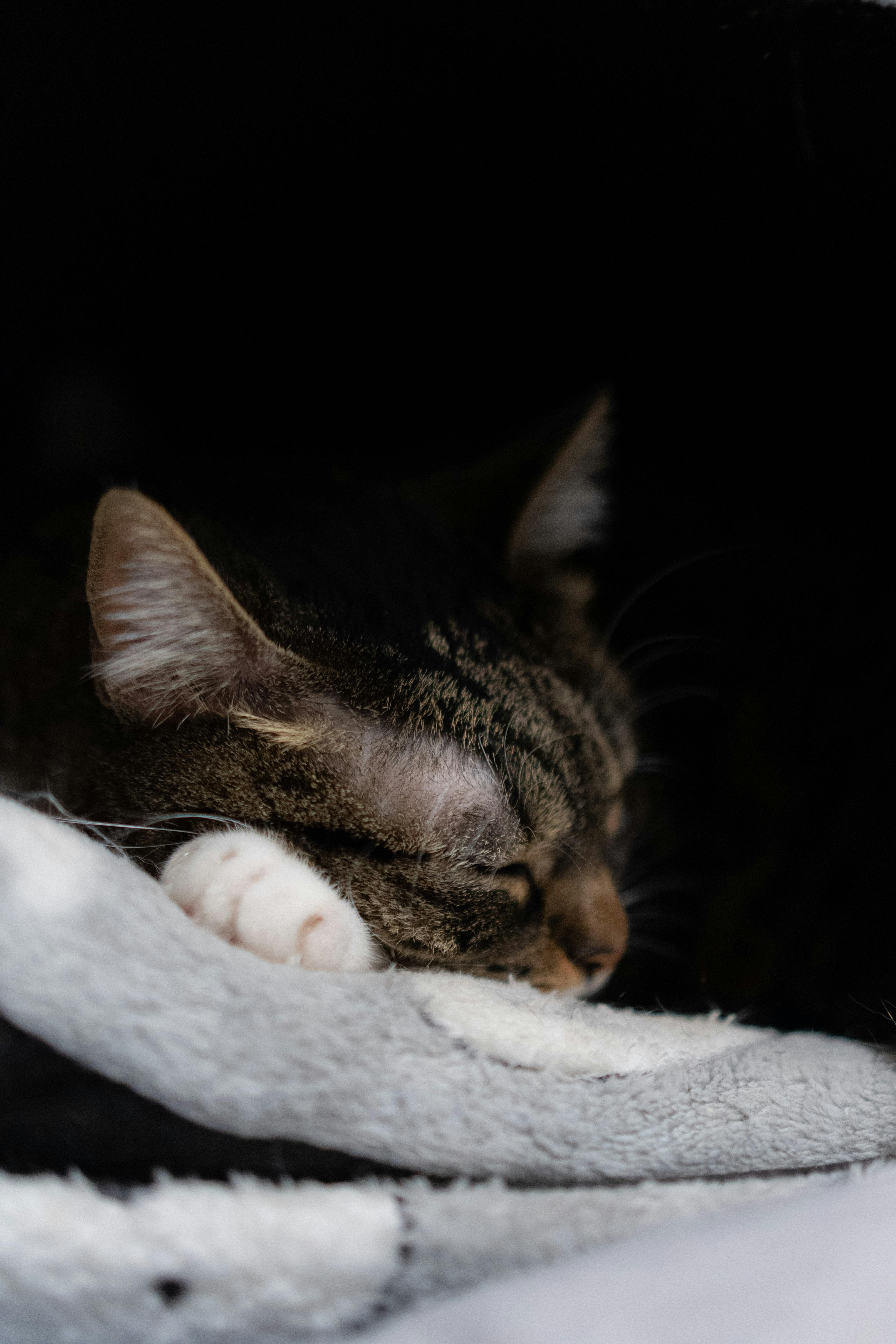 Doja Cat Photos, Download The BEST Free Doja Cat Stock Photos & HD Images