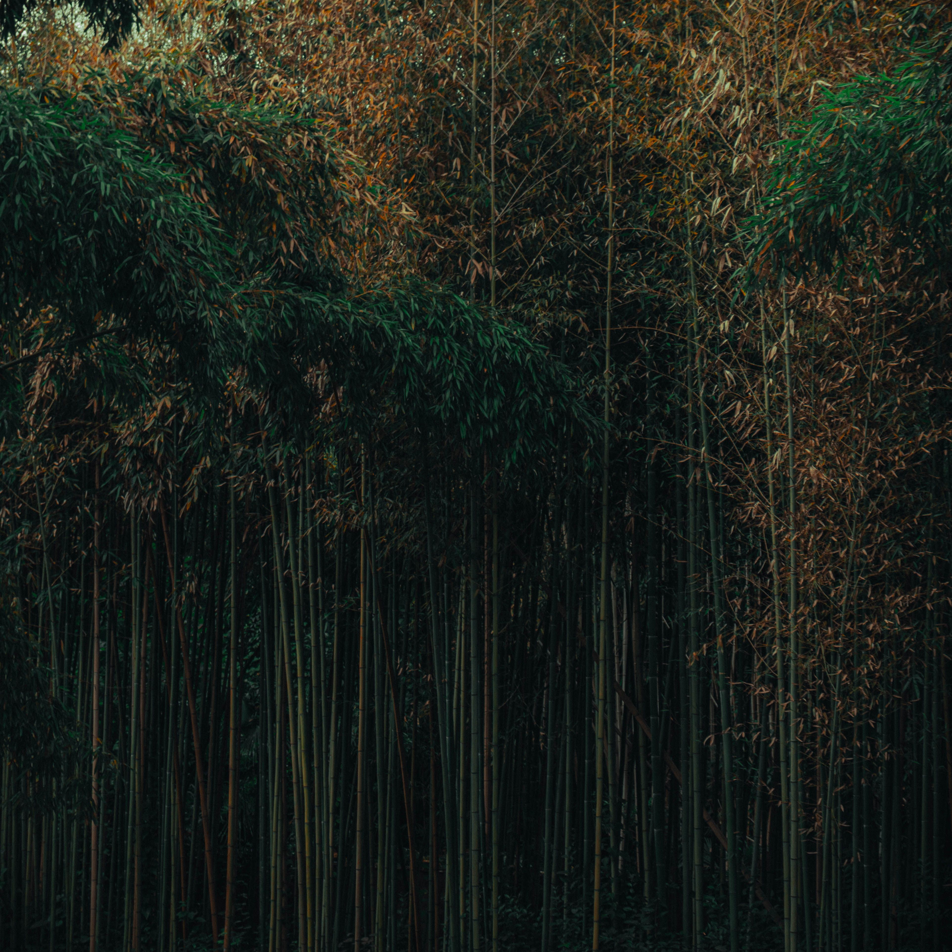 Bamboo Tree during Daytime · Free Stock Photo