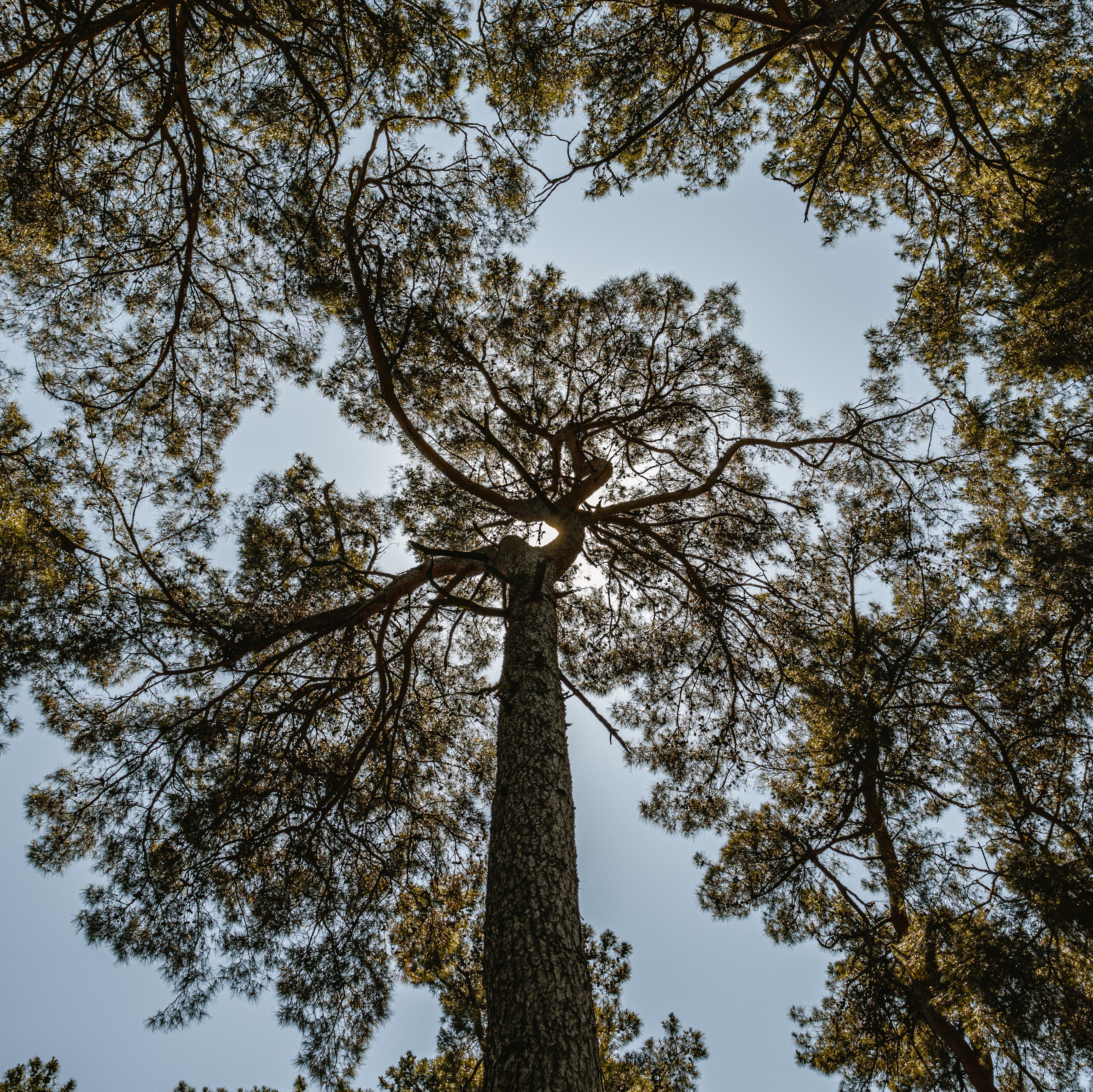 A view of a tall pine tree from the ground · Free Stock Photo