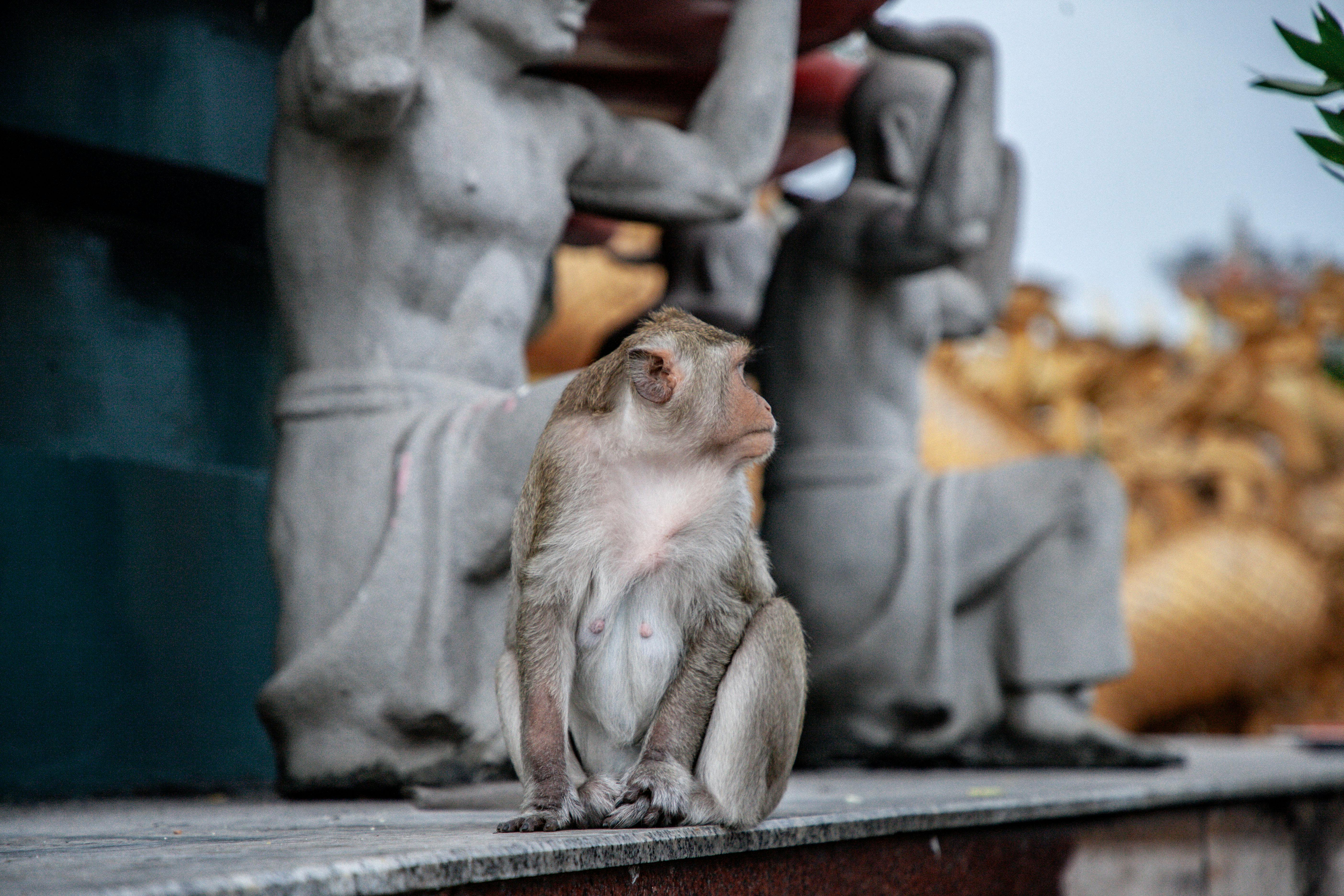 A monkey sitting on top of a ledge with statues in the background ...