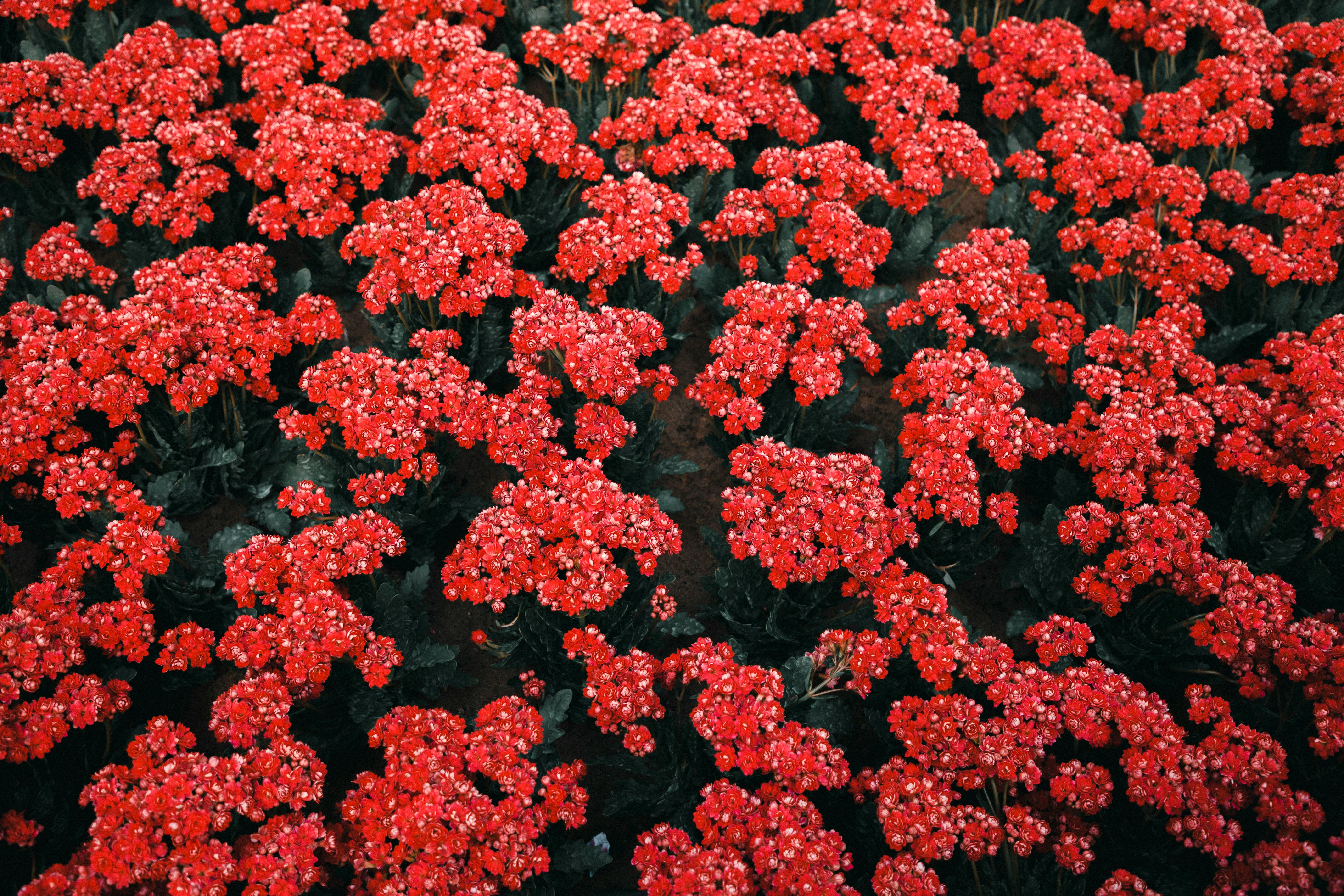 Field of Red Flowers · Free Stock Photo