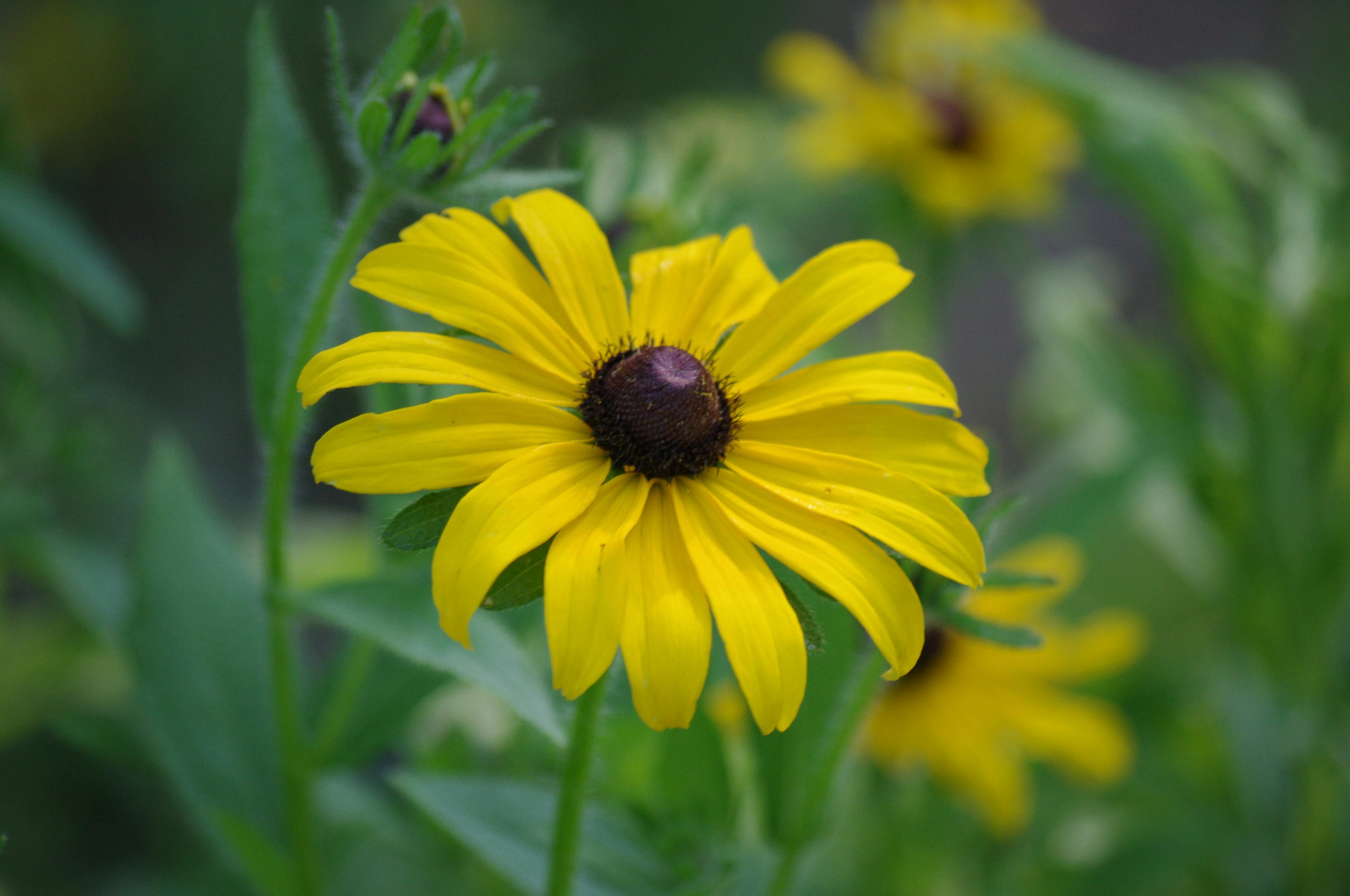 Free stock photo of Black Eyed Susan, flower, nature