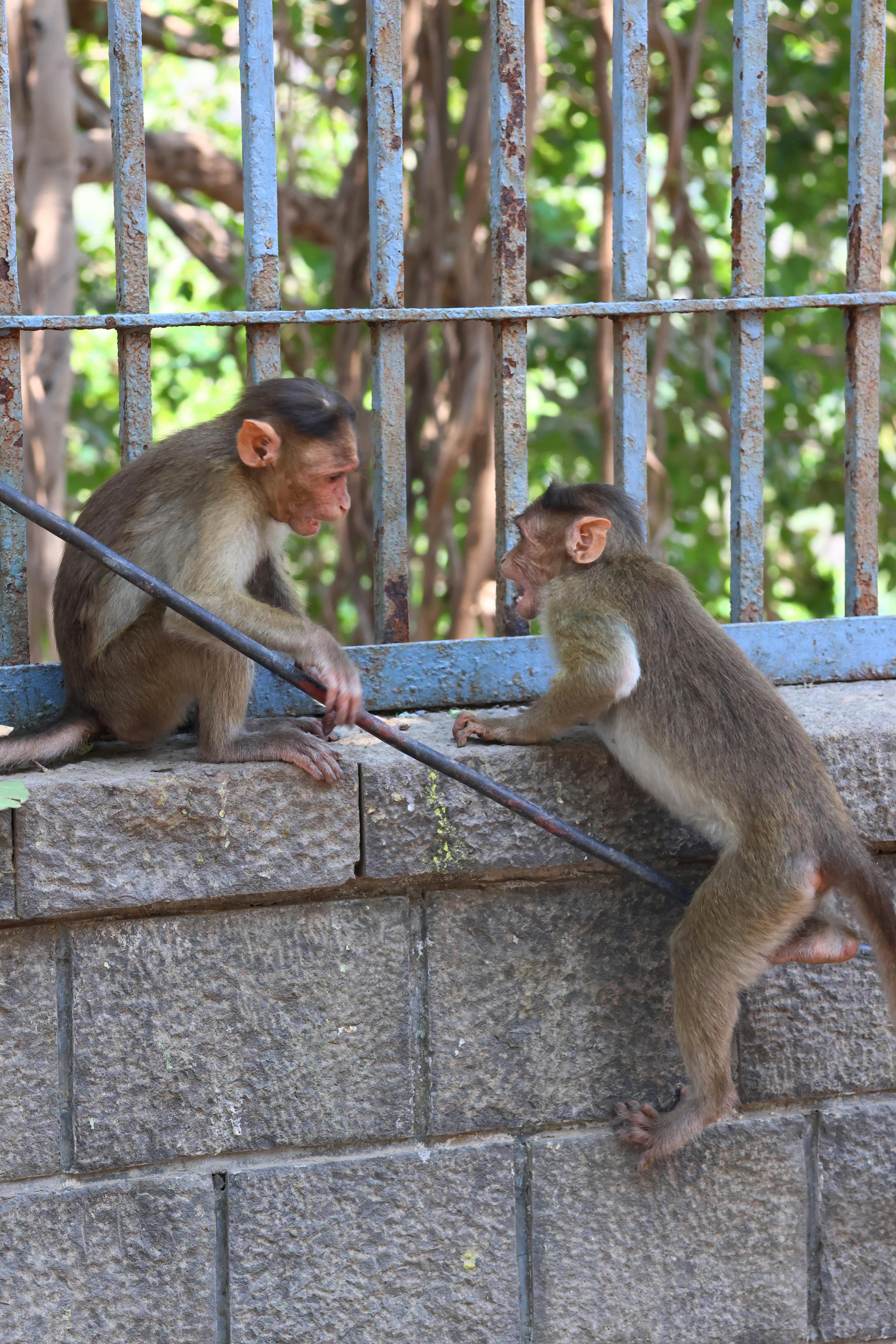 Monkeys Fence Photos, Download The BEST Free Monkeys Fence Stock Photos ...