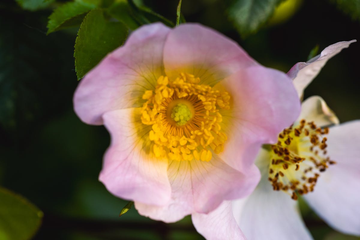 Wild Rose Photos, Download The BEST Free Wild Rose Stock Photos & HD Images