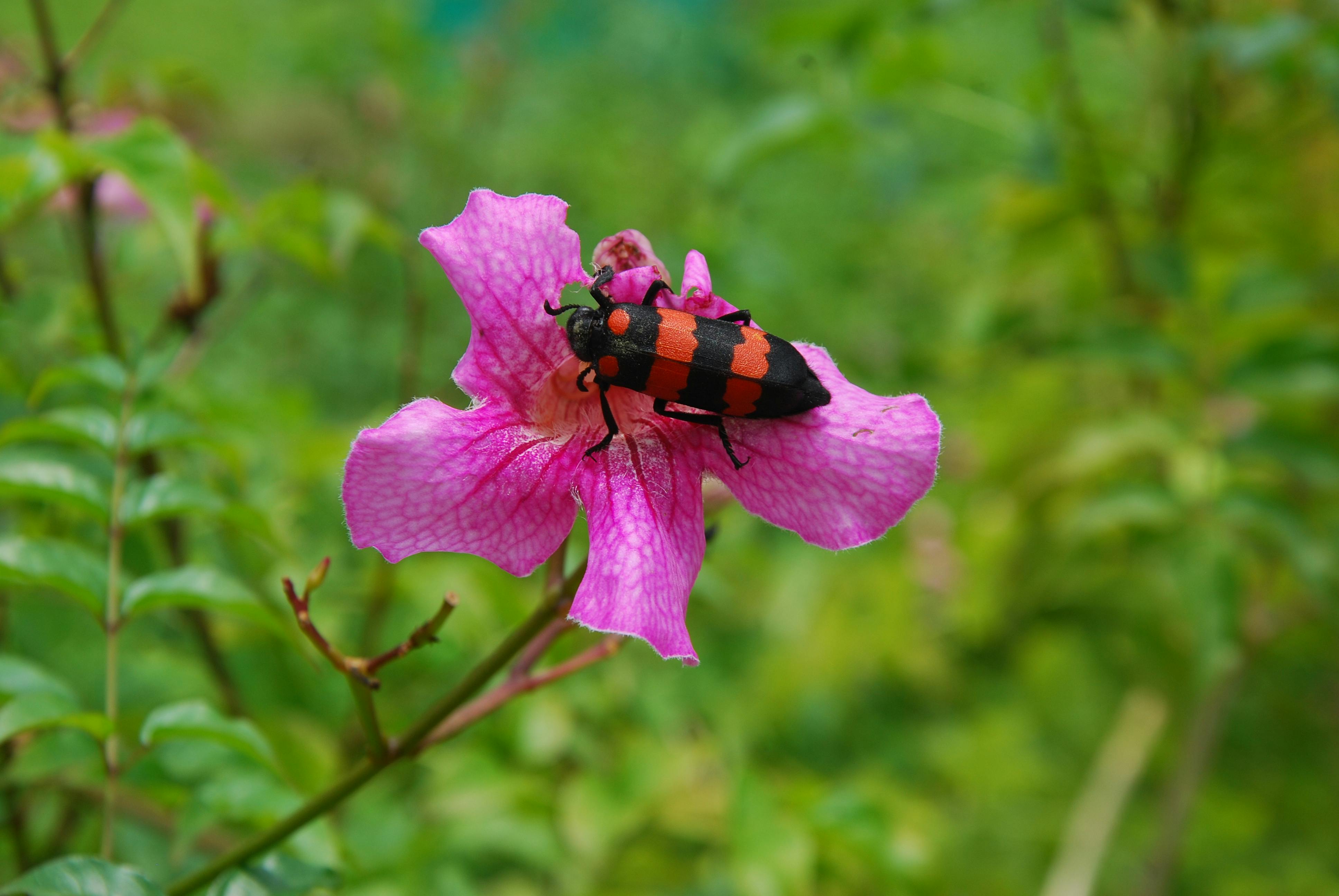 Hycleus Sitting on a Blooming Pink Flower · Free Stock Photo