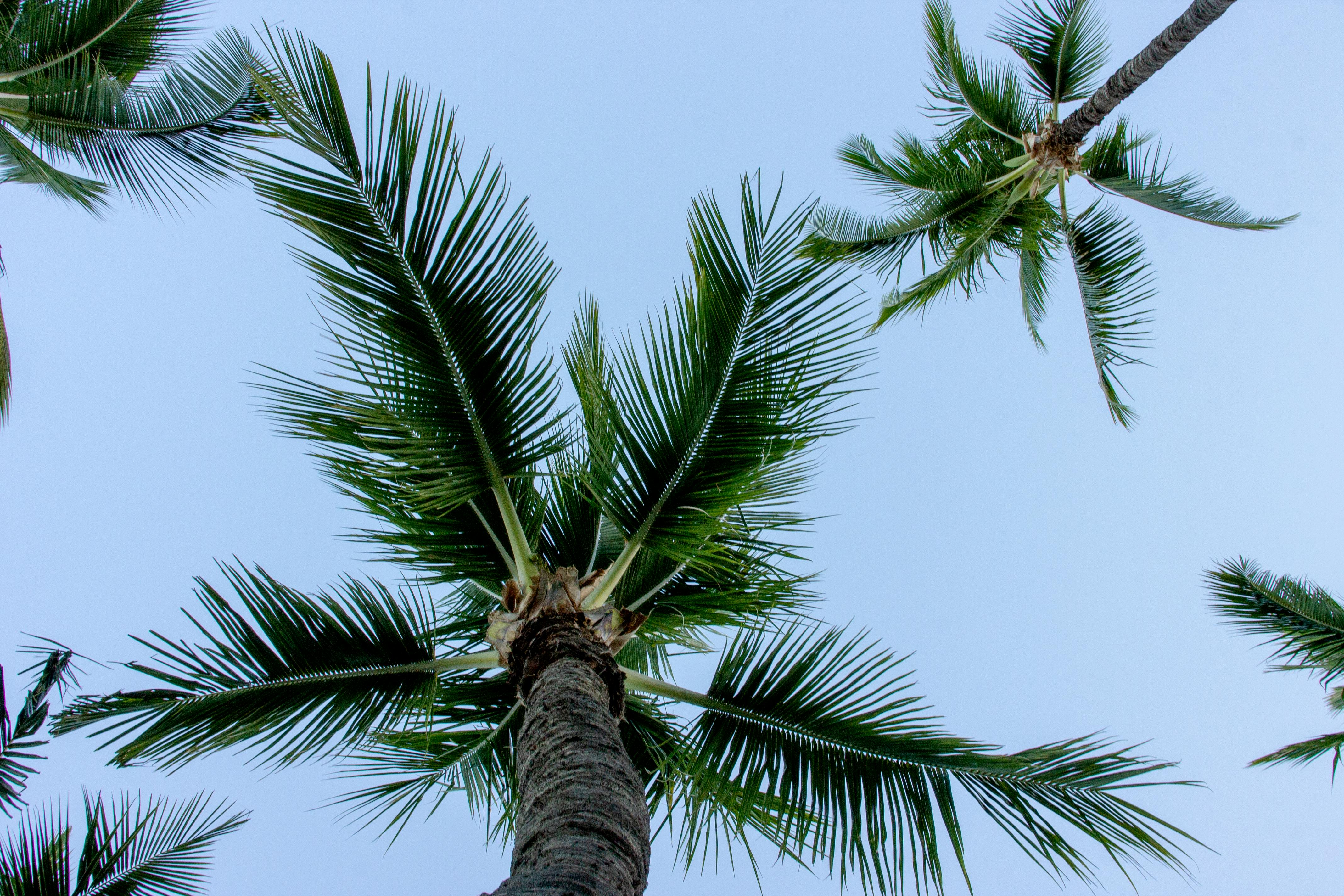 Free stock photo of palm trees
