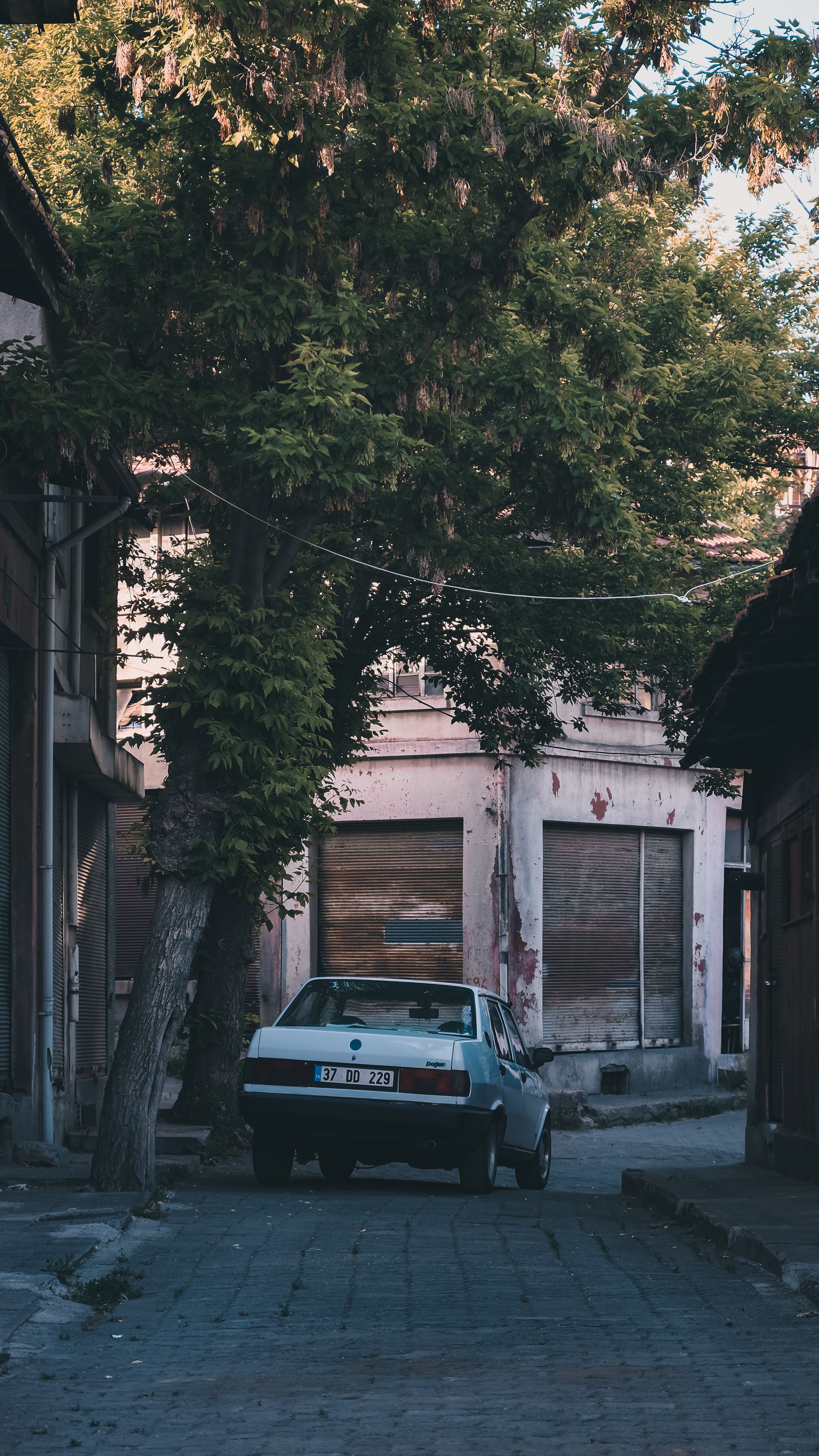 Car And Tree Photos, Download The BEST Free Car And Tree Stock Photos ...
