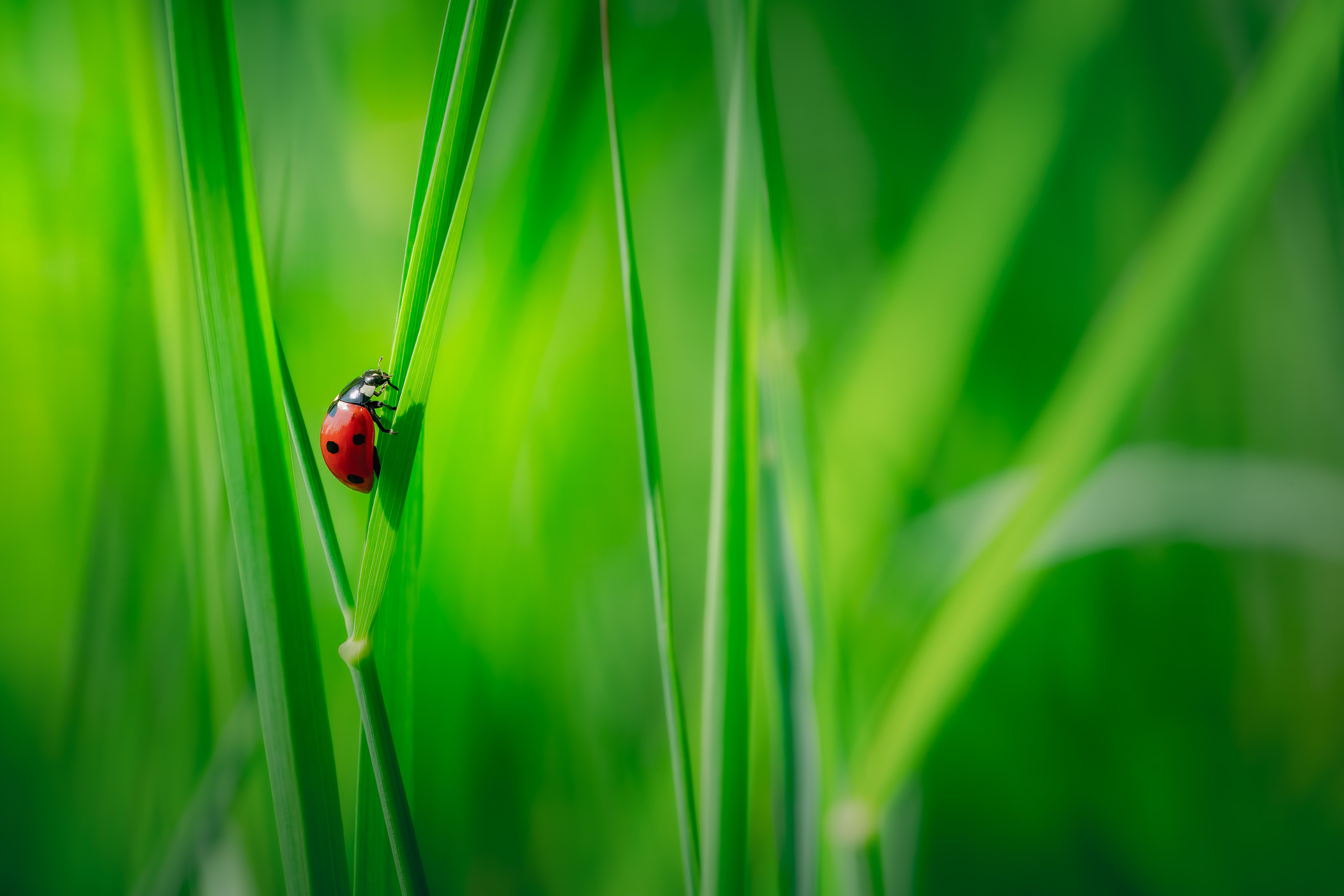 Closeup Small Red Bettle on a Grass · Free Stock Photo