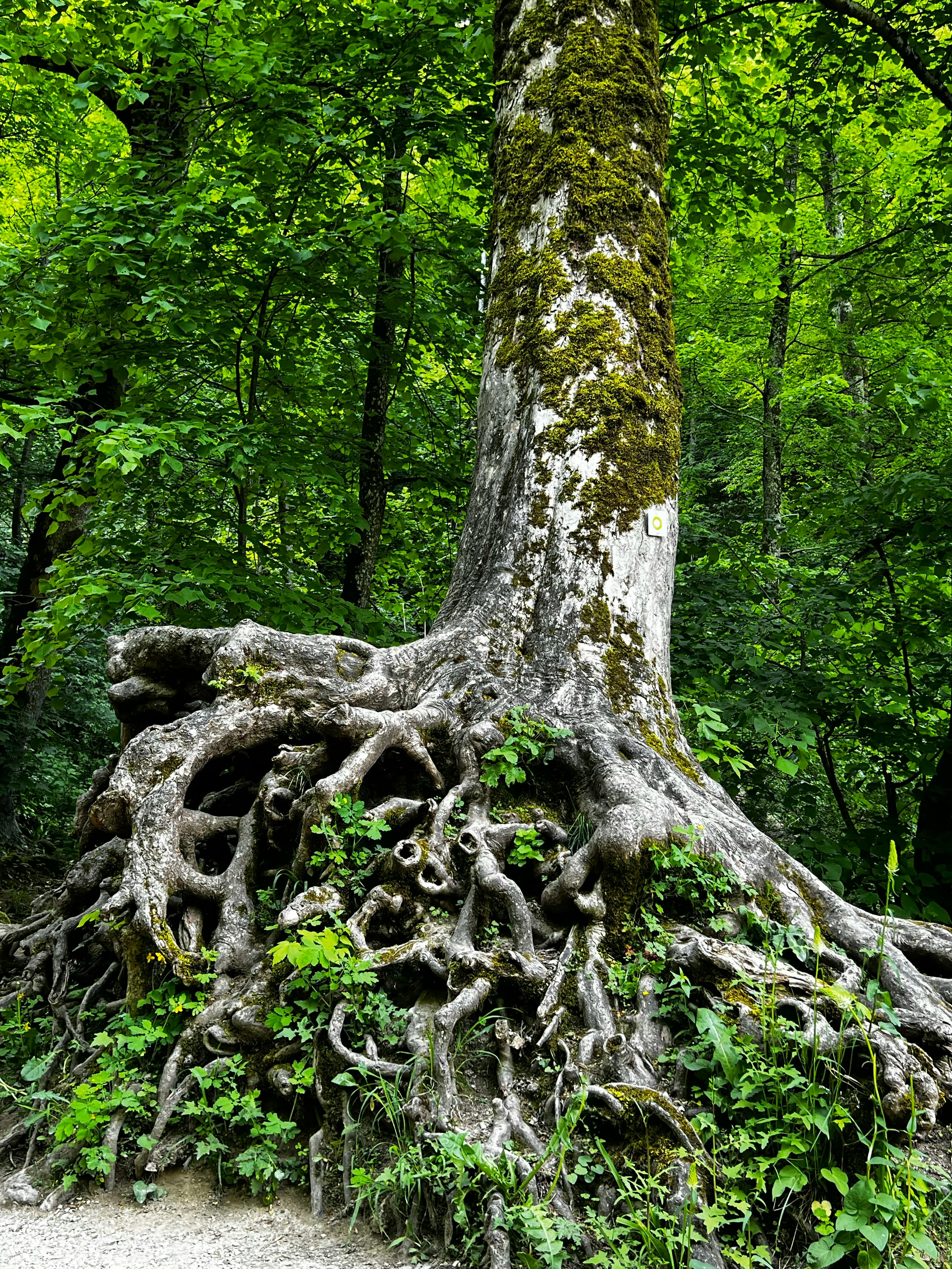 Big Tree with a Grown Root in a Forest · Free Stock Photo