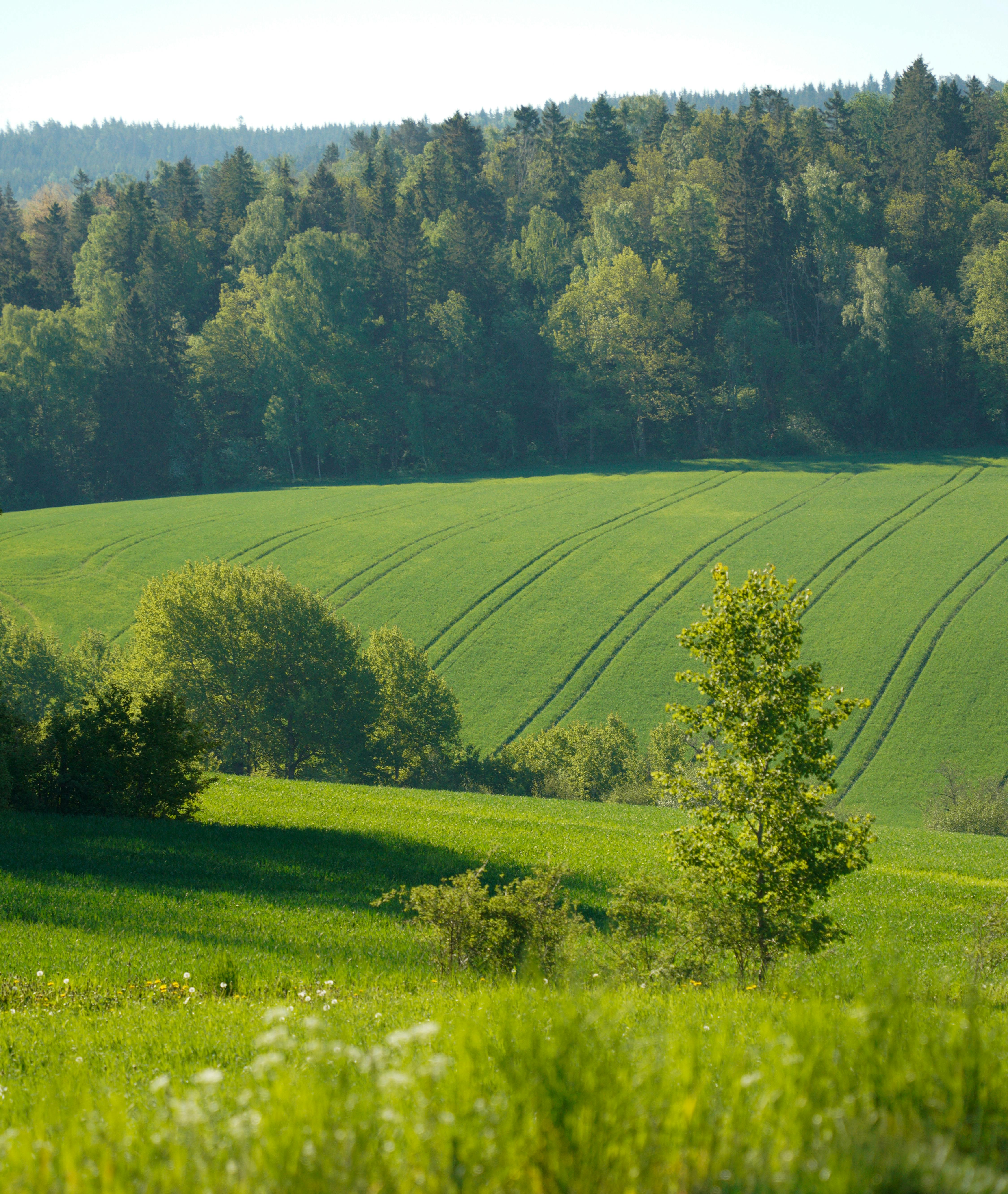 Beautiful Forest Photots Photos, Download The BEST Free Beautiful ...