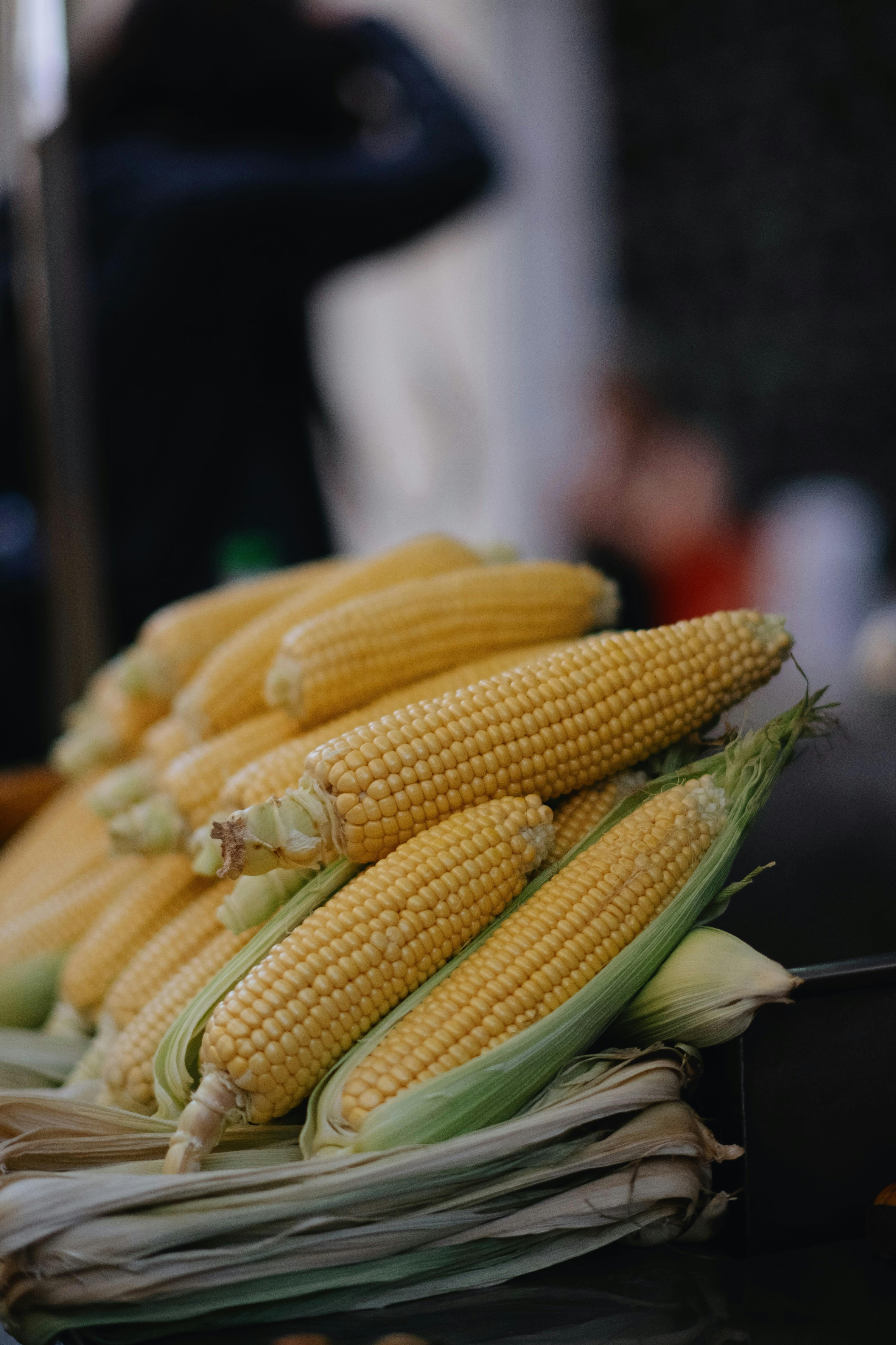 Close-up of a Pile of Corncobs · Free Stock Photo