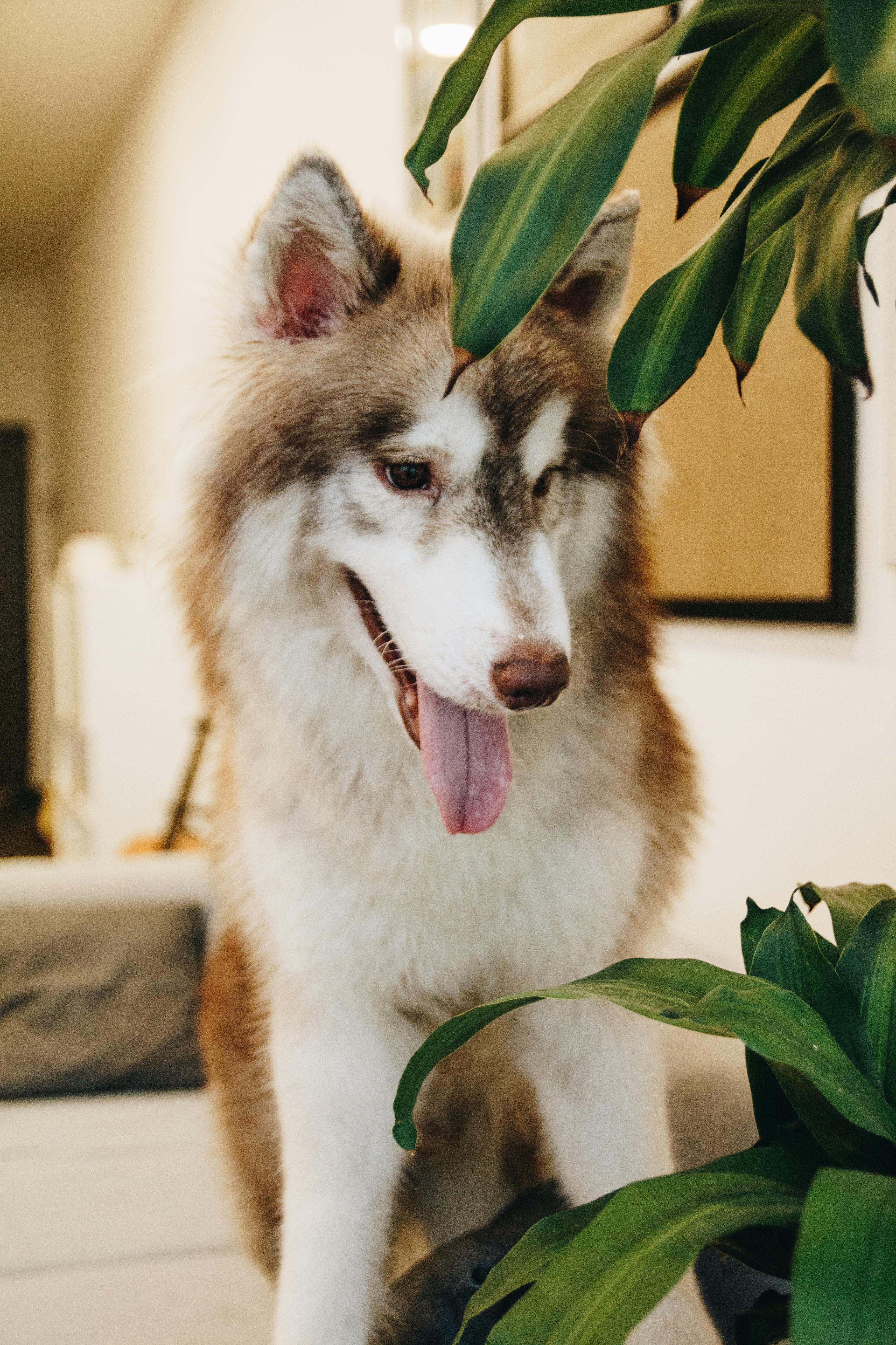 A Siberian Husky Sticking Out Its Tongue · Free Stock Photo