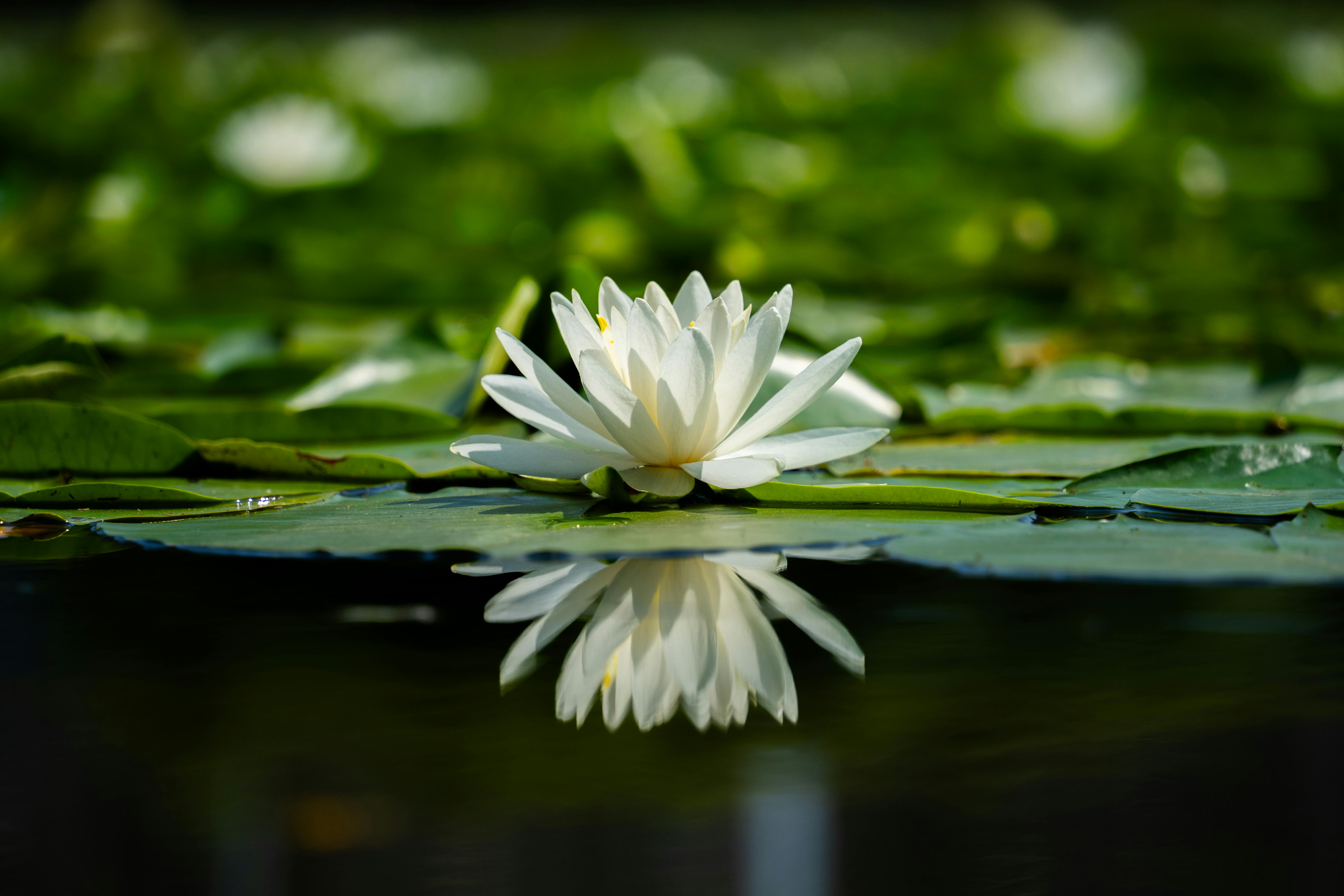 Summer Nature Photos, Download The BEST Free Summer Nature Stock Photos ...