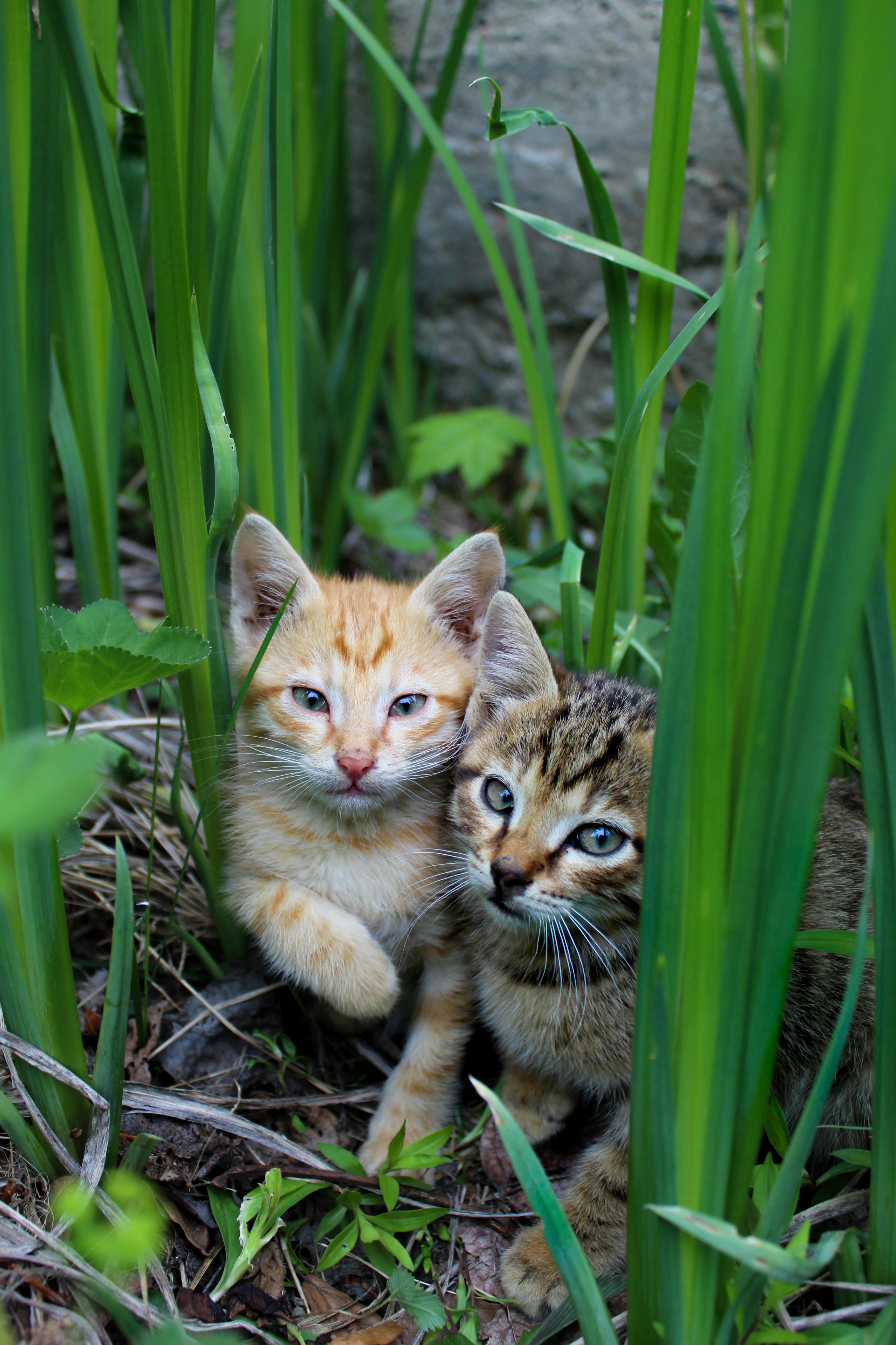Two Cute Kittens