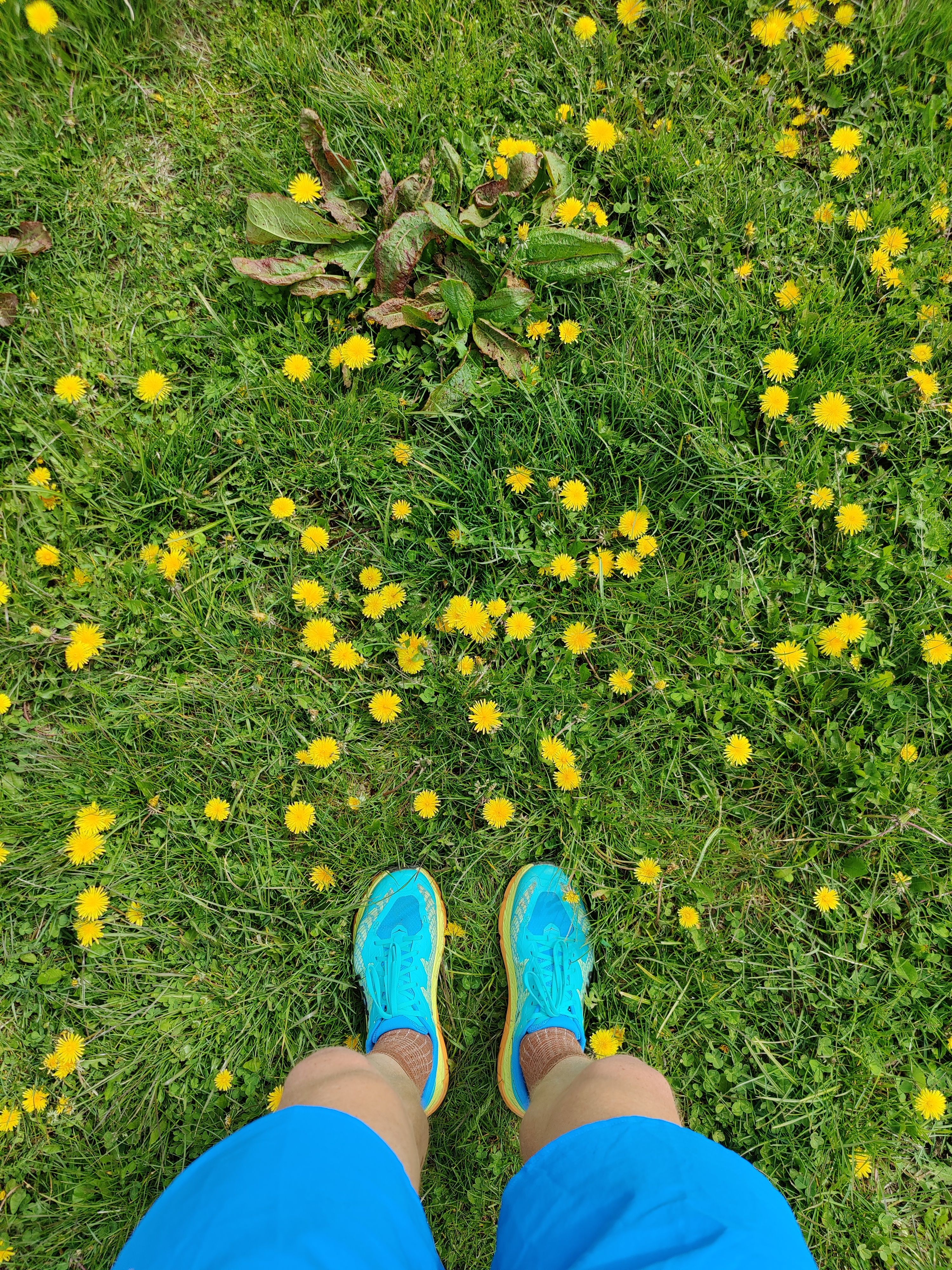 Looking Down on Flowers in the Grass · Free Stock Photo