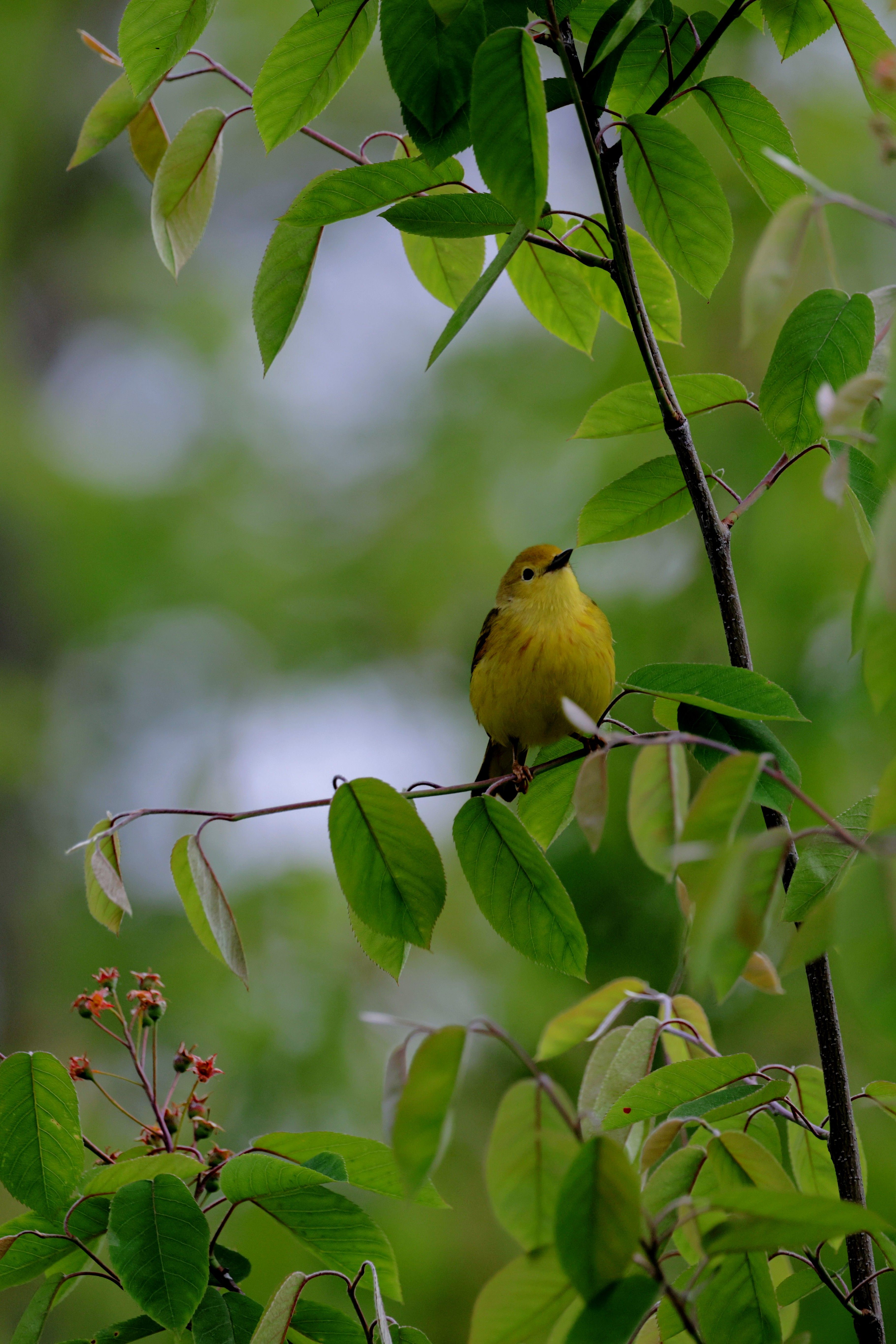 Bachmans Warbler On Branch Free Stock Photo