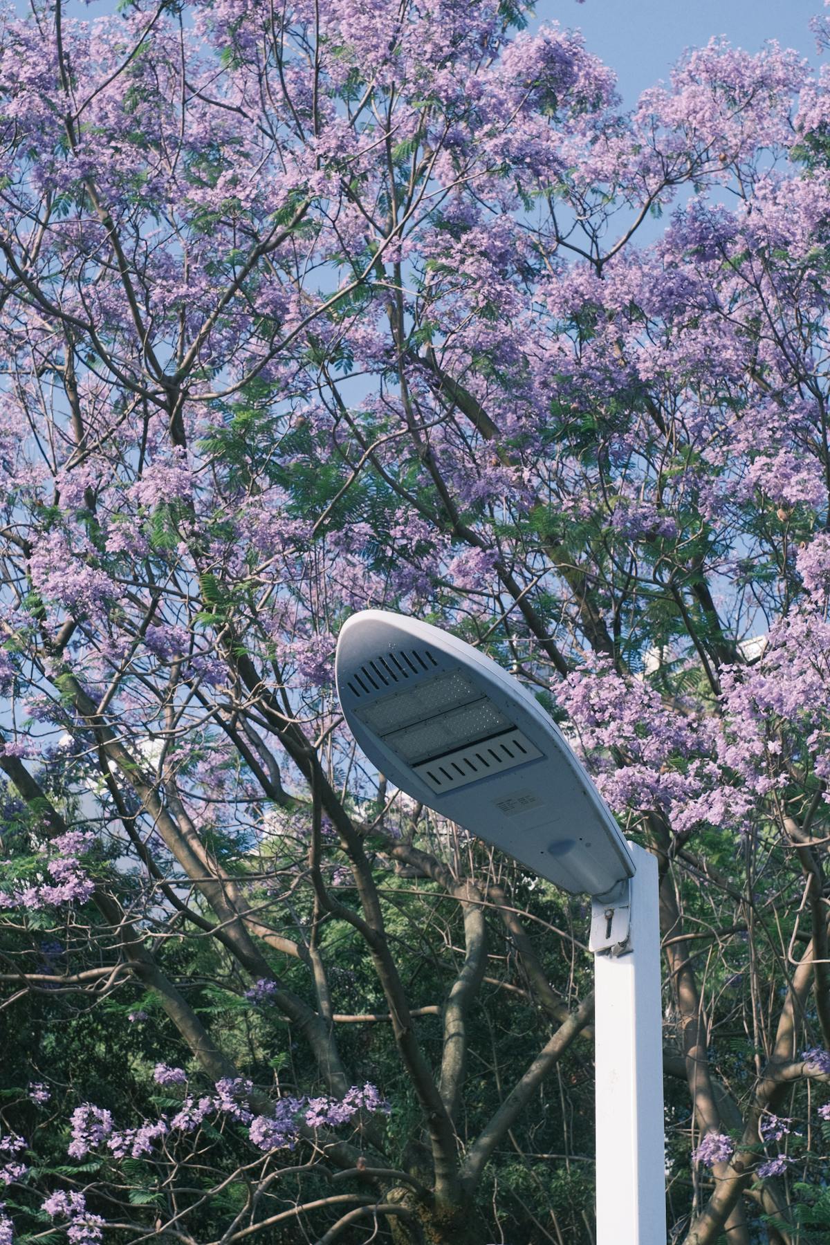 Purple Nature Photos, Download The BEST Free Purple Nature Stock Photos ...