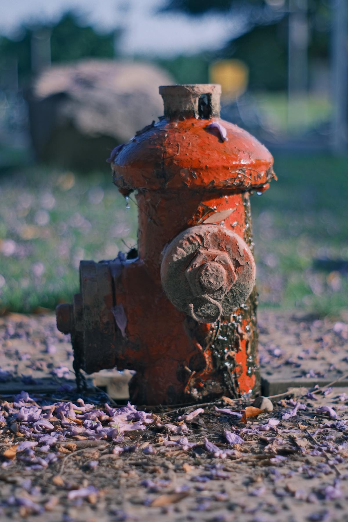 Fire Hydrant Photos, Download The BEST Free Fire Hydrant Stock Photos ...