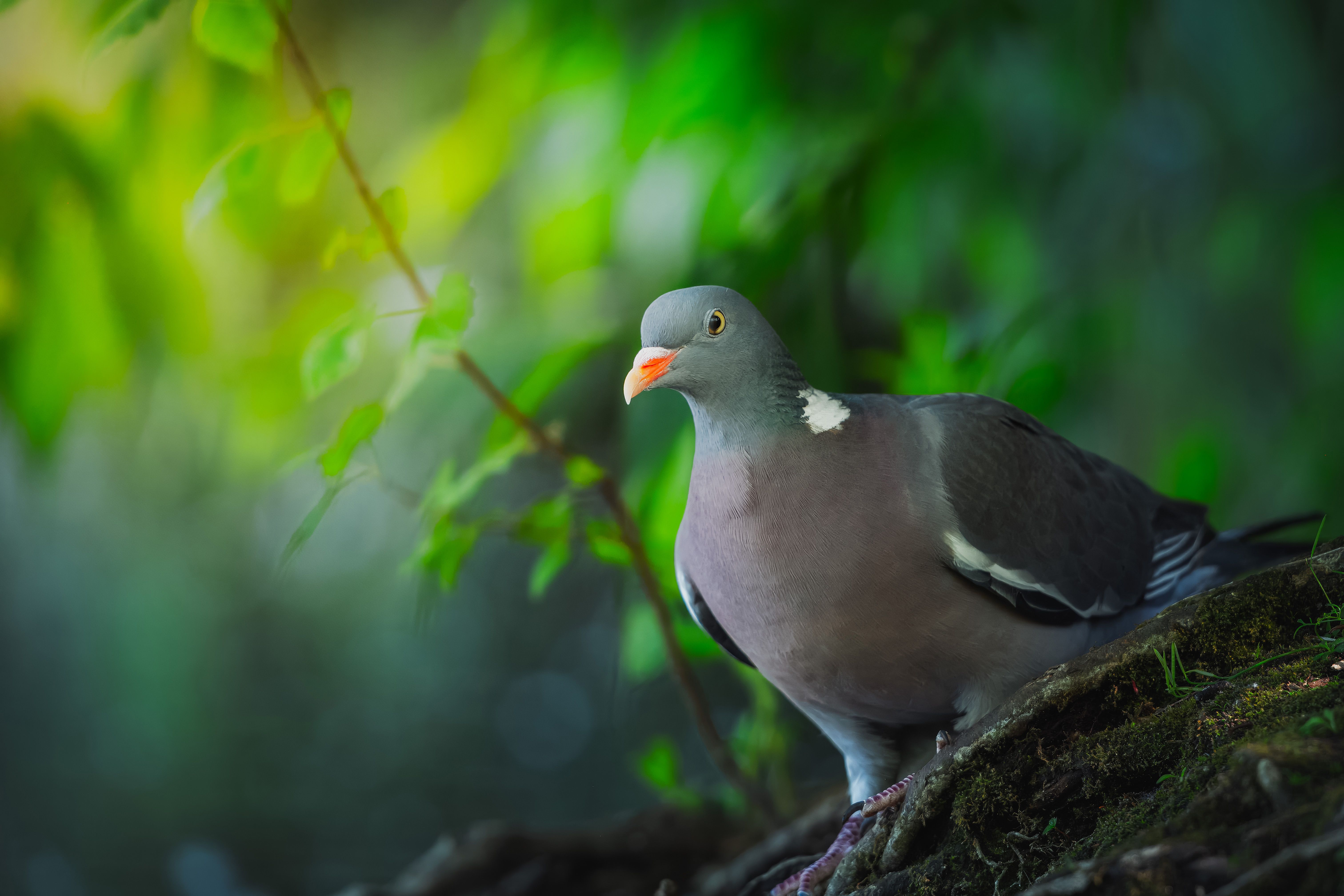 Common Wood Pigeon · Free Stock Photo