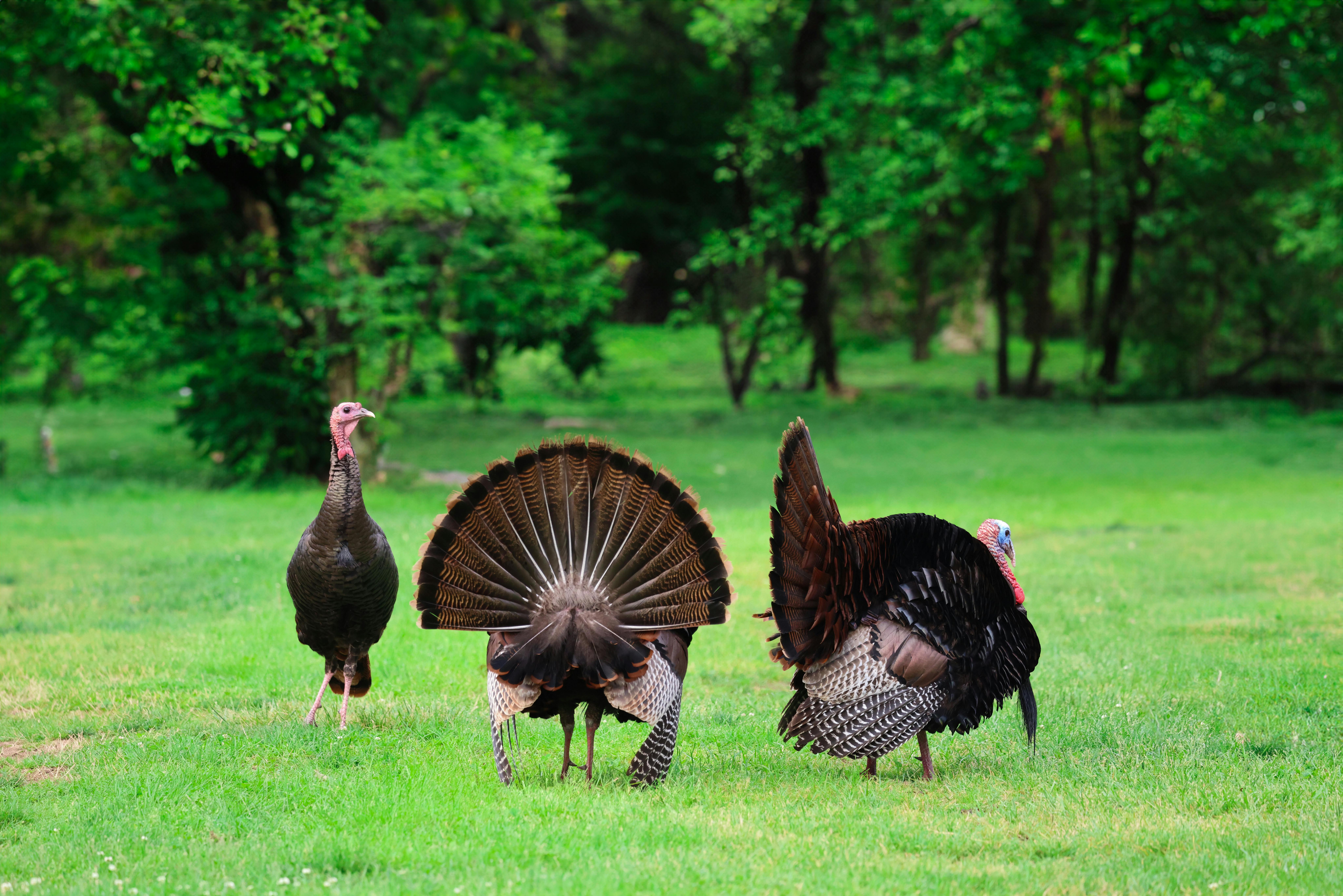 Wild Turkeys in Nature · Free Stock Photo