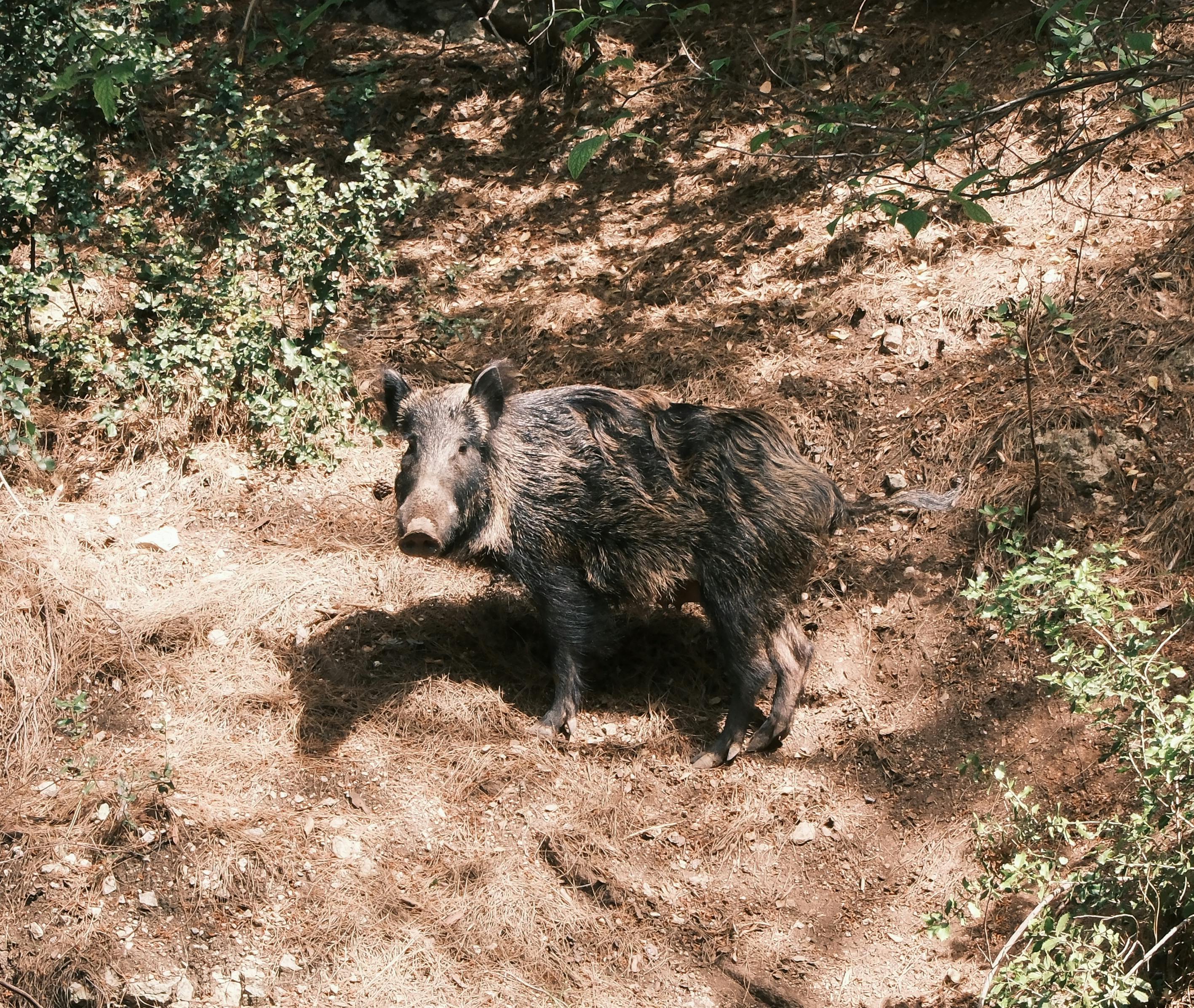 Boar in Nature · Free Stock Photo