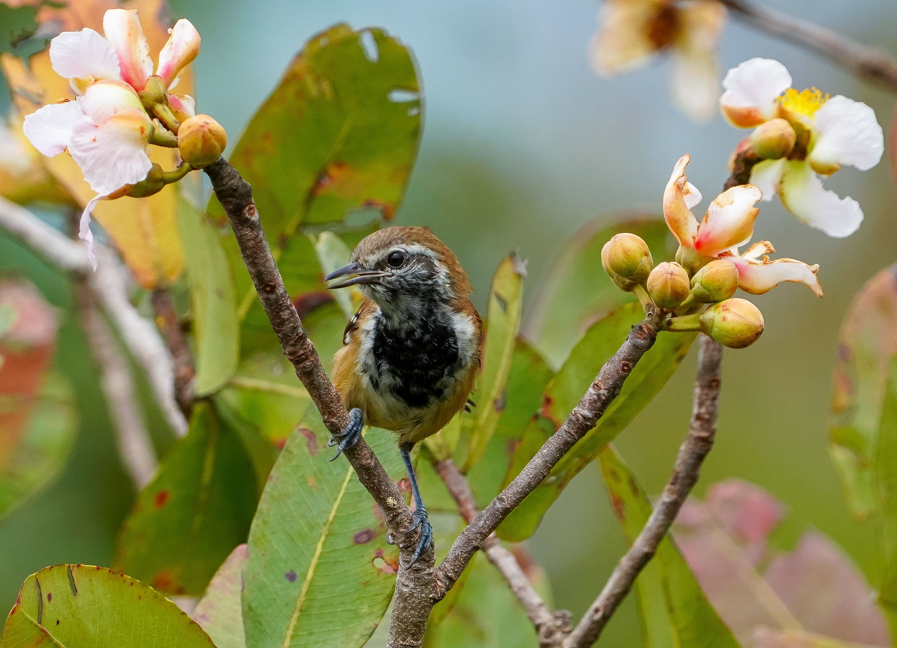 Rusty-backed Antwren Bird on Branch · Free Stock Photo