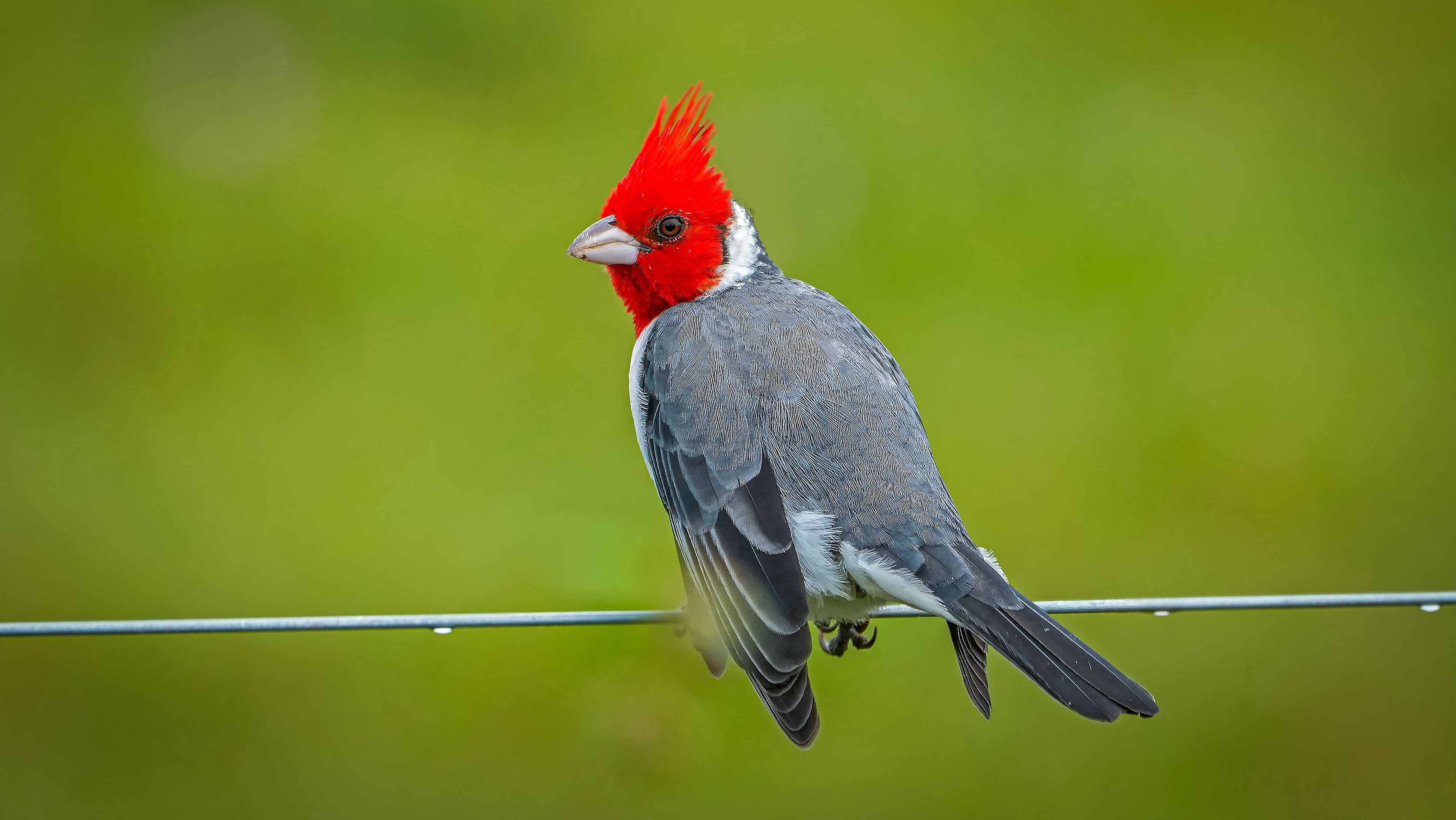 Selective Focus-photography of Red-headed Cardinal · Free Stock Photo